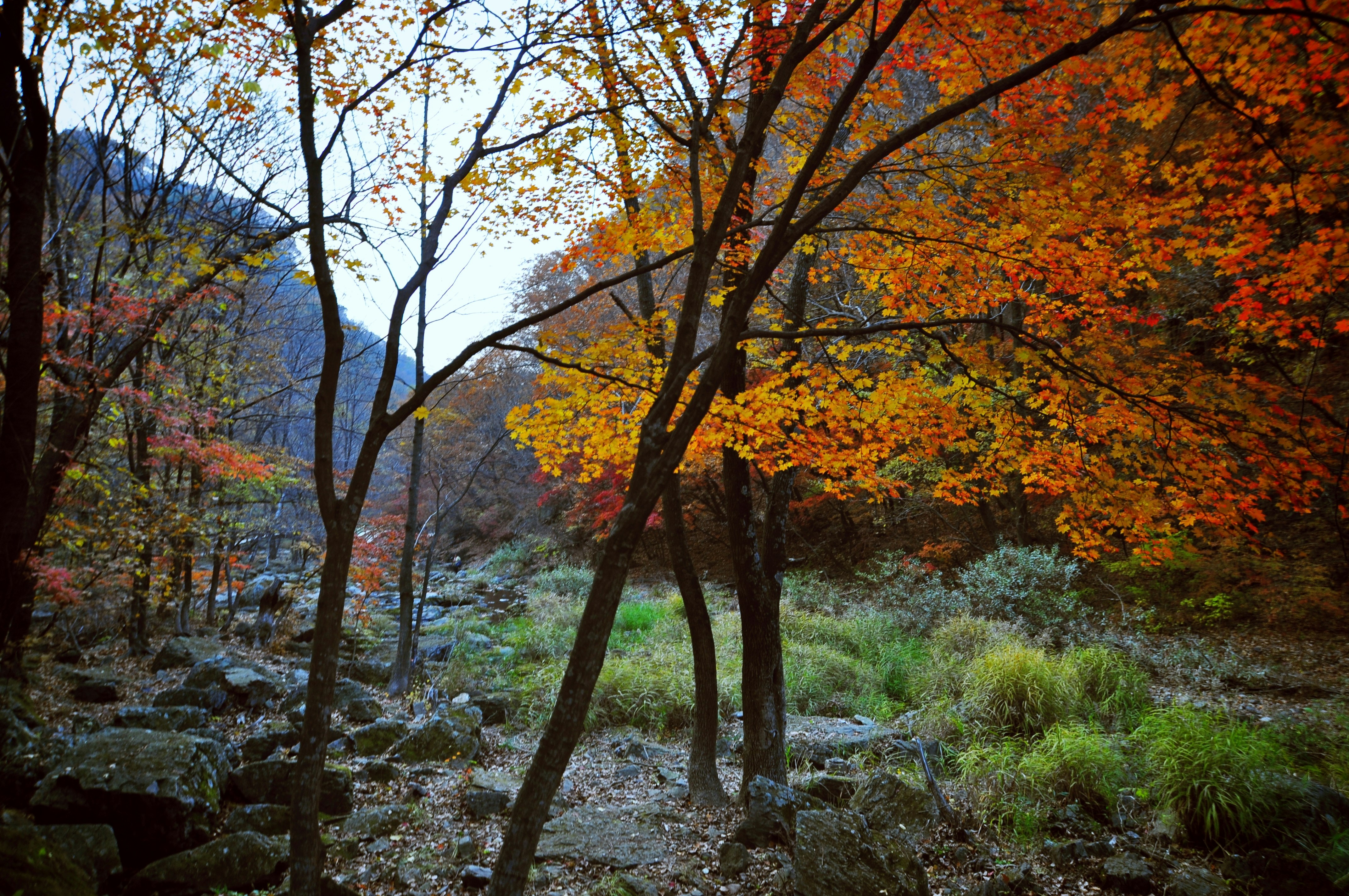 Amber Canopy Over a Pebbled Forest Gorge