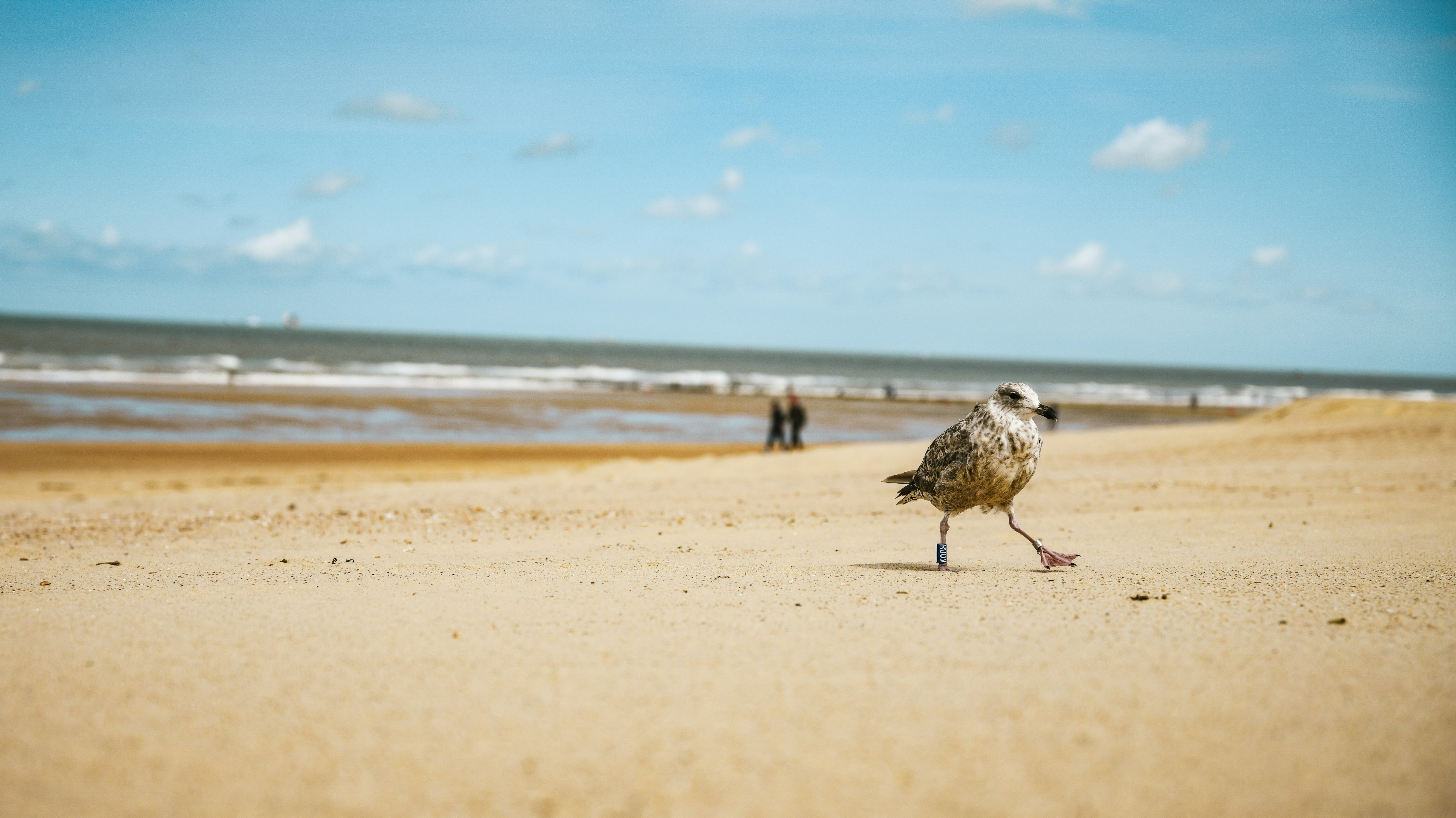 A seagull walking along a sandy beach with gentle waves in the background, under a clear blue sky. The scene captures the tranquility of a coastal day.