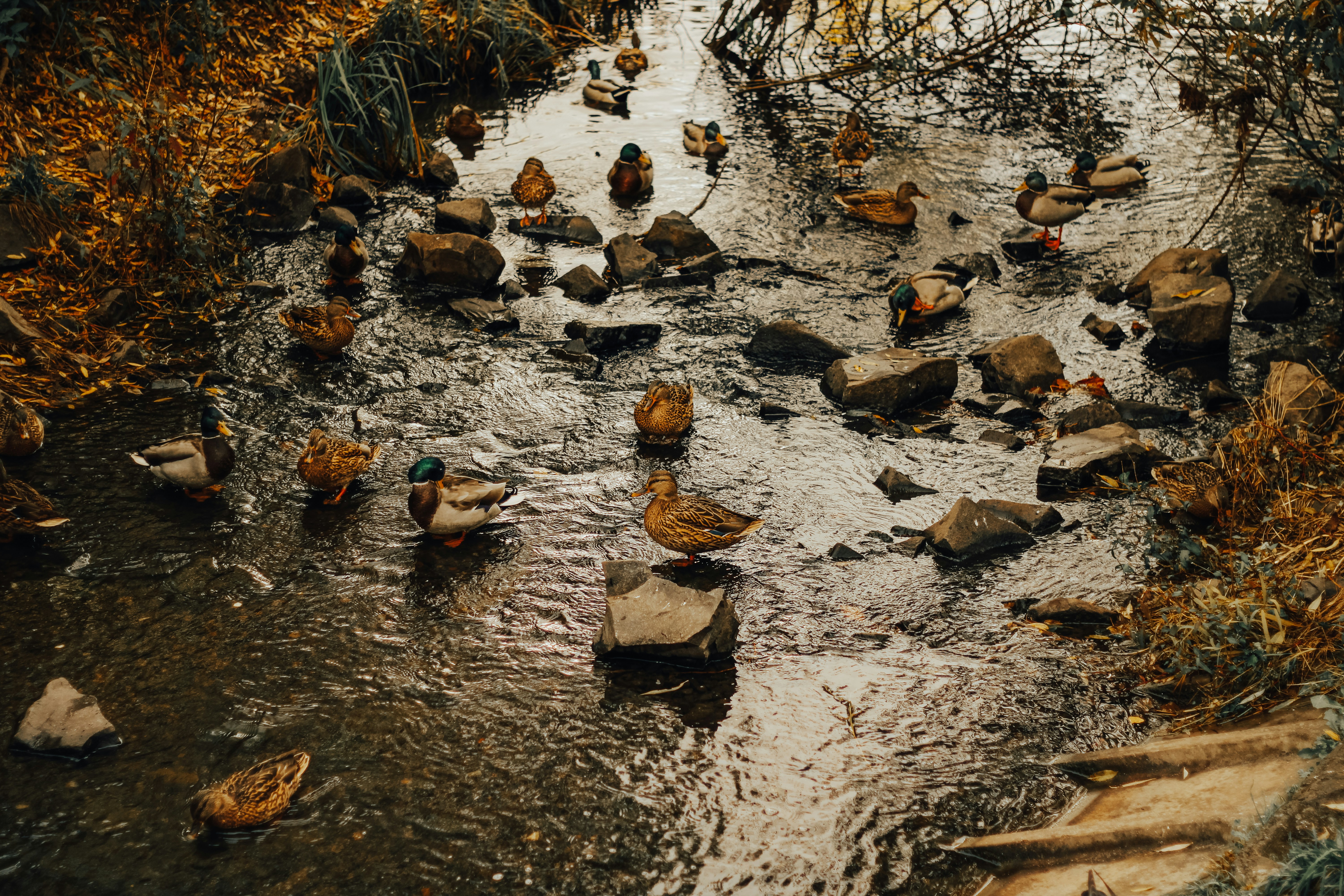 Ducks in a Quiet Autumn Stream