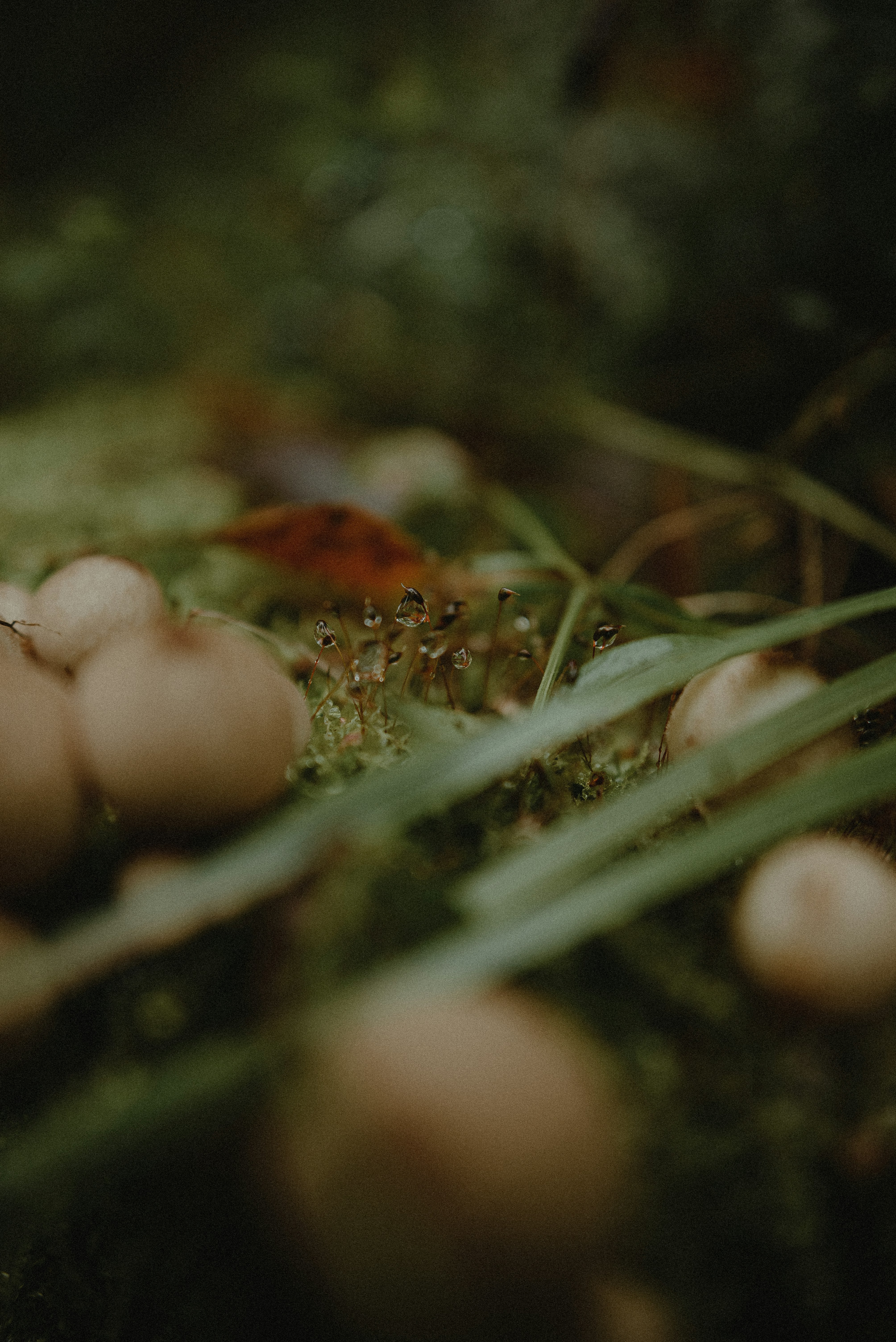Dew-Laced Micro Landscape: Moss, Spores, and Soft Focus