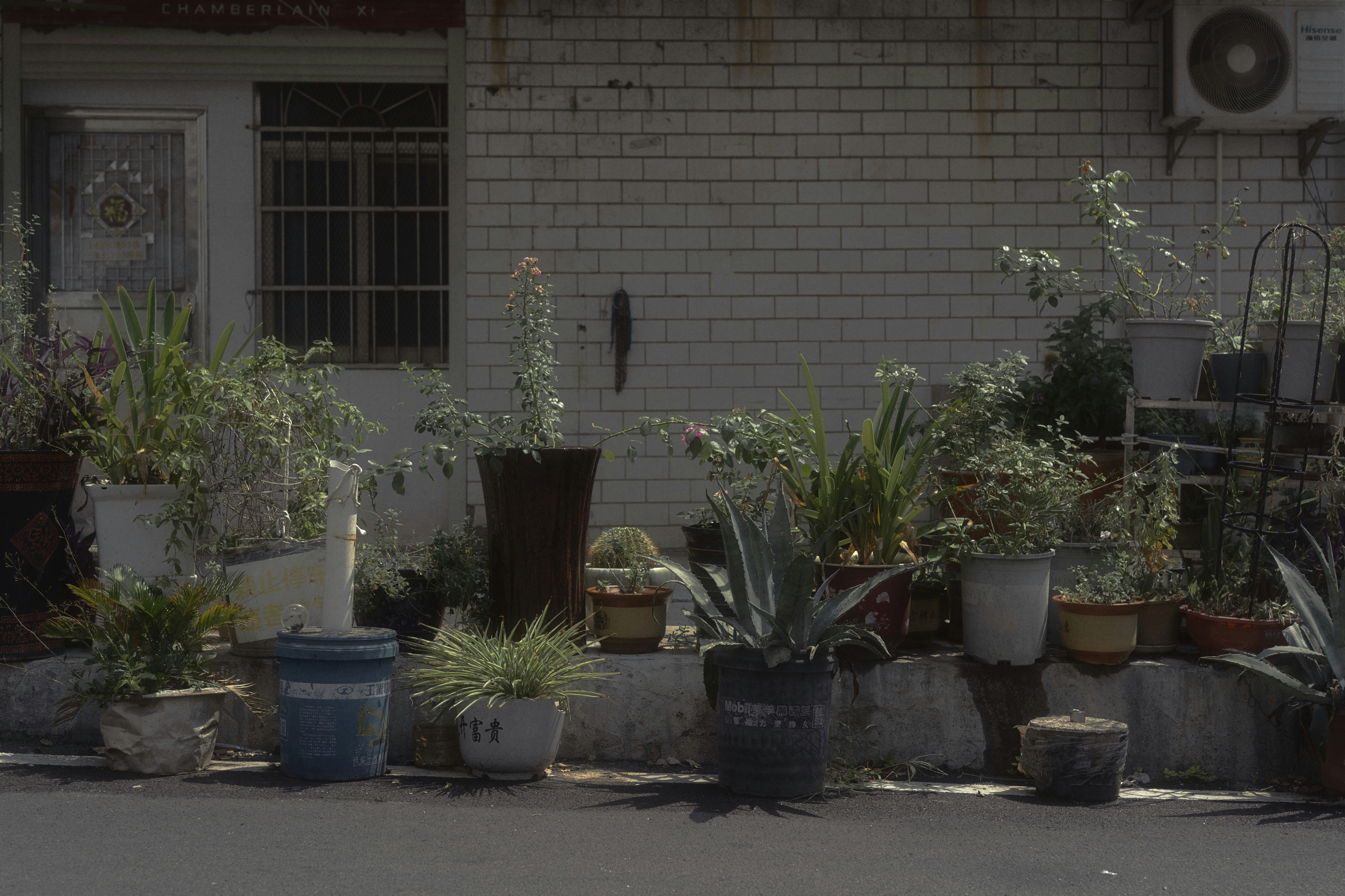 A row of potted plants sitting on the side of a building photo – Free ...