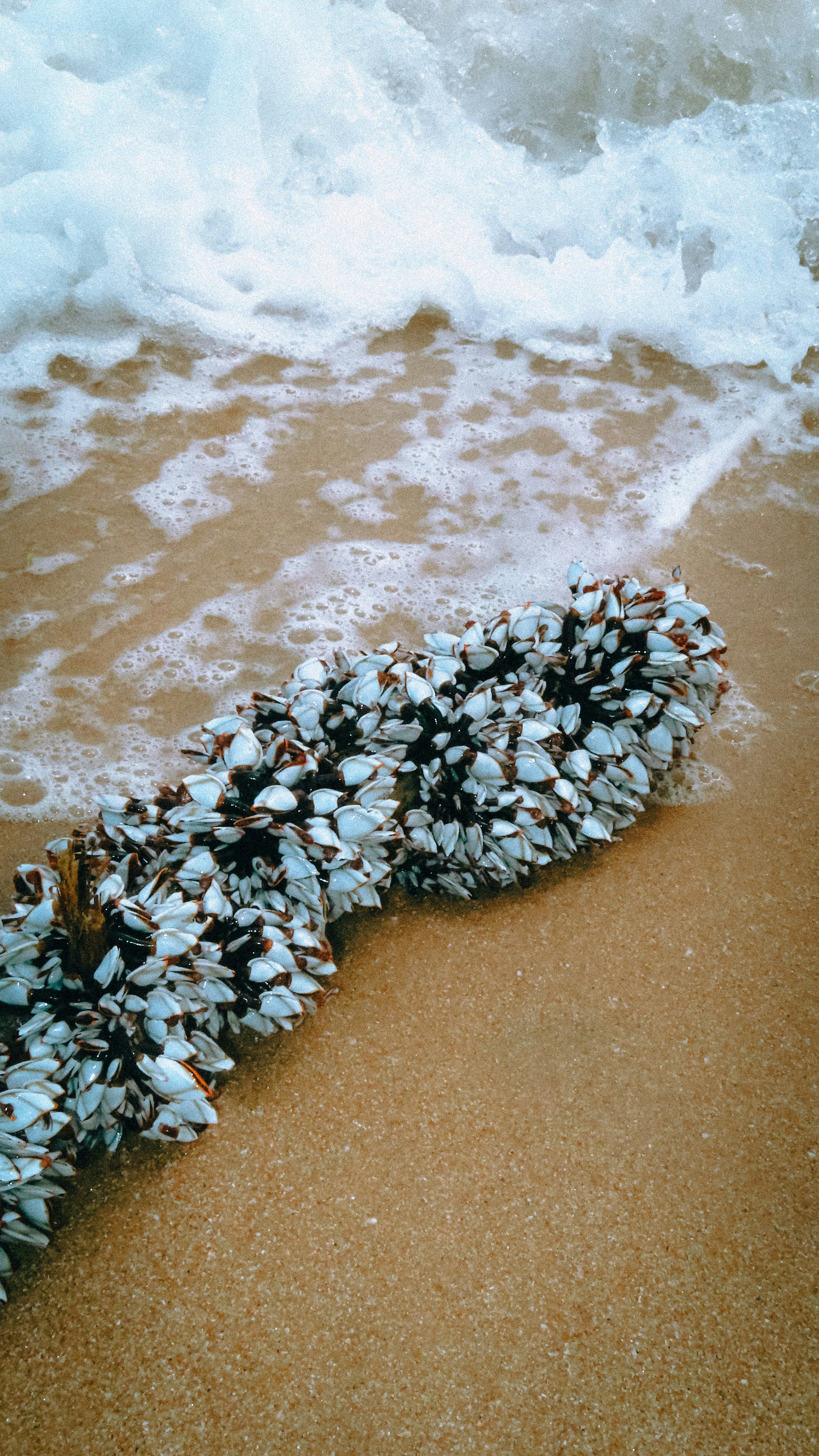 A bunch of sea shells laying on the beach photo – Free Beach Image on ...