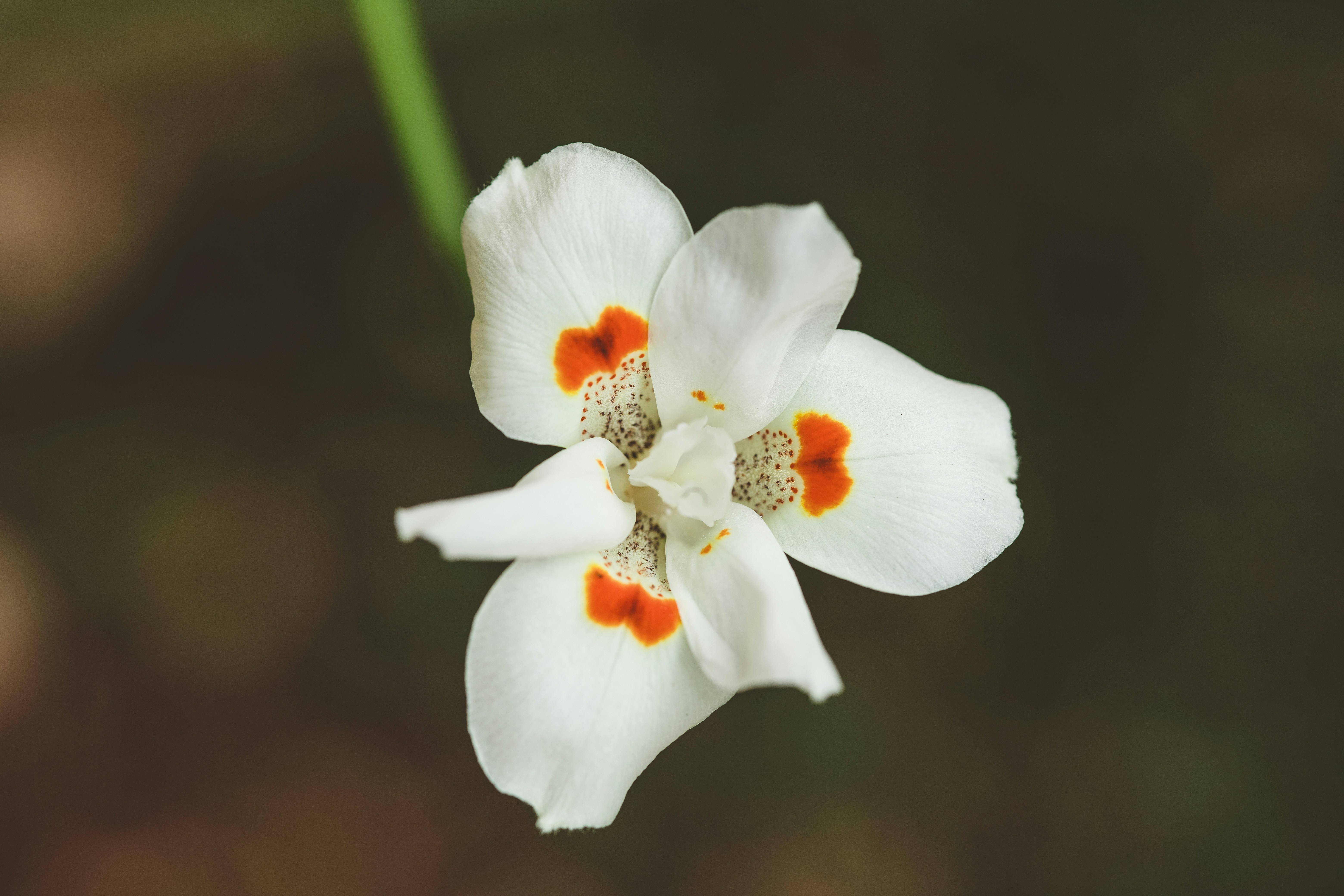 Photo by Rafael Rodrigues with Canon EOS RP