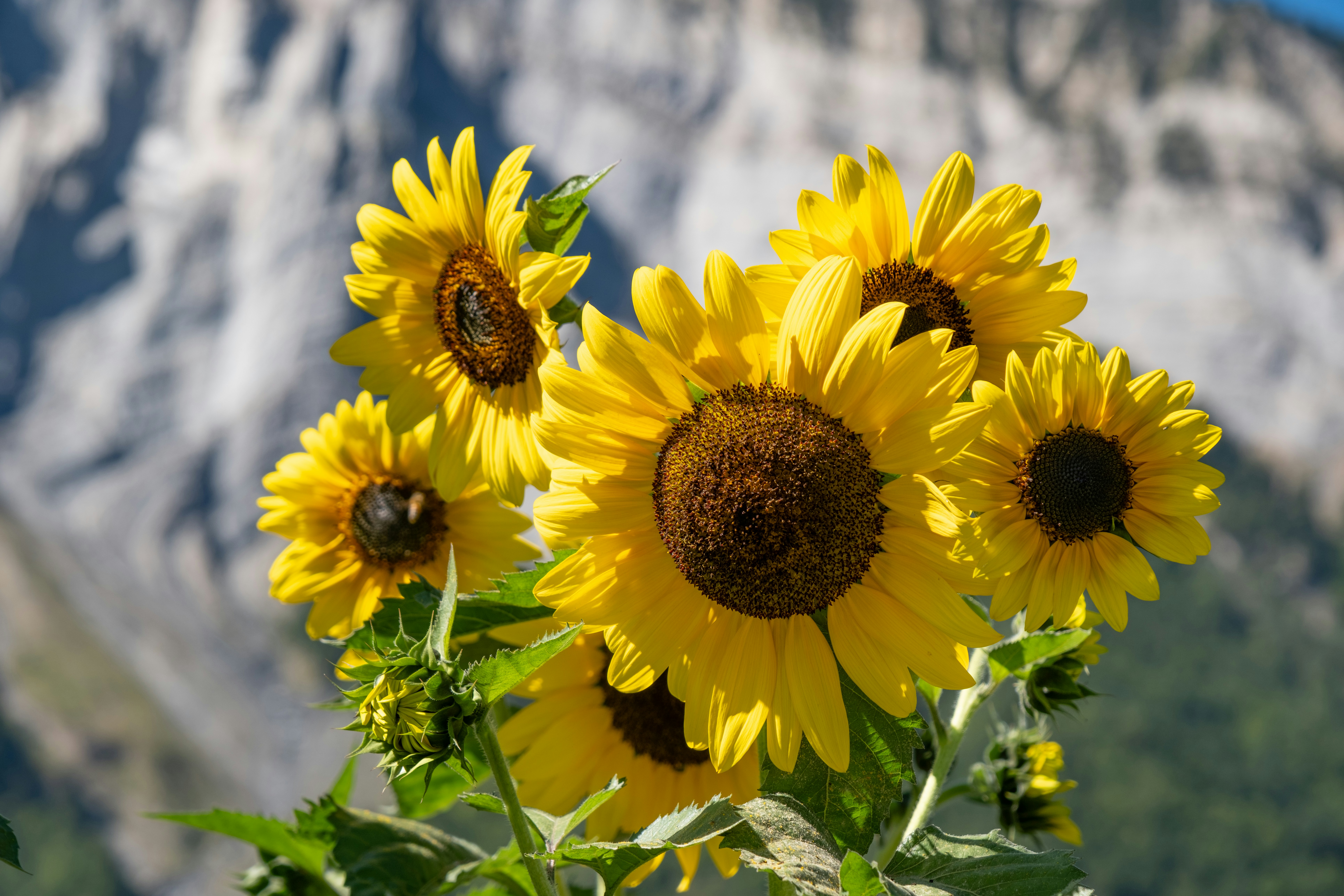 Sunflowers in Sharp Focus Before a Rugged Alpine Backdrop