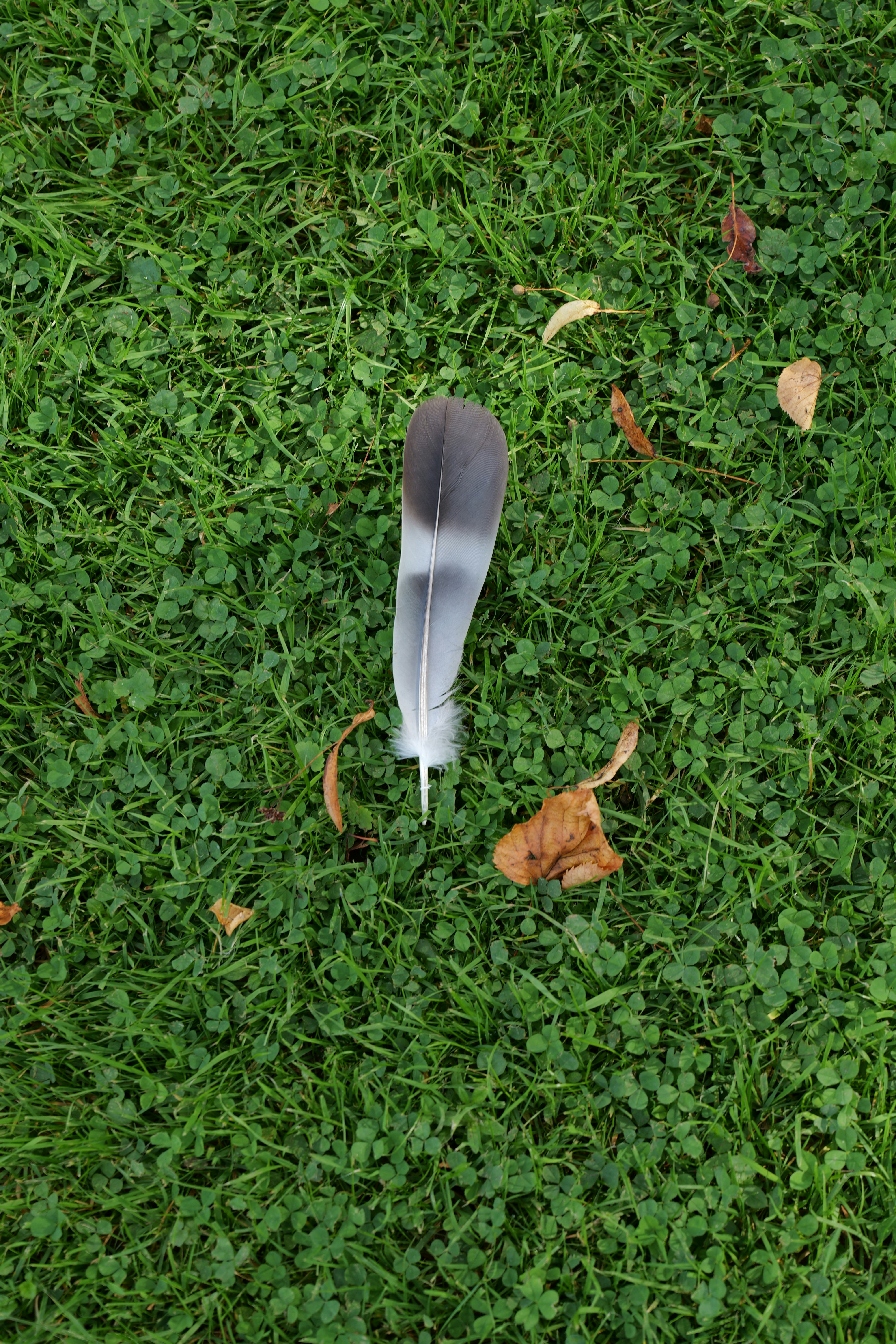 A feather laying on top of a lush green field photo – Free Plant Image ...