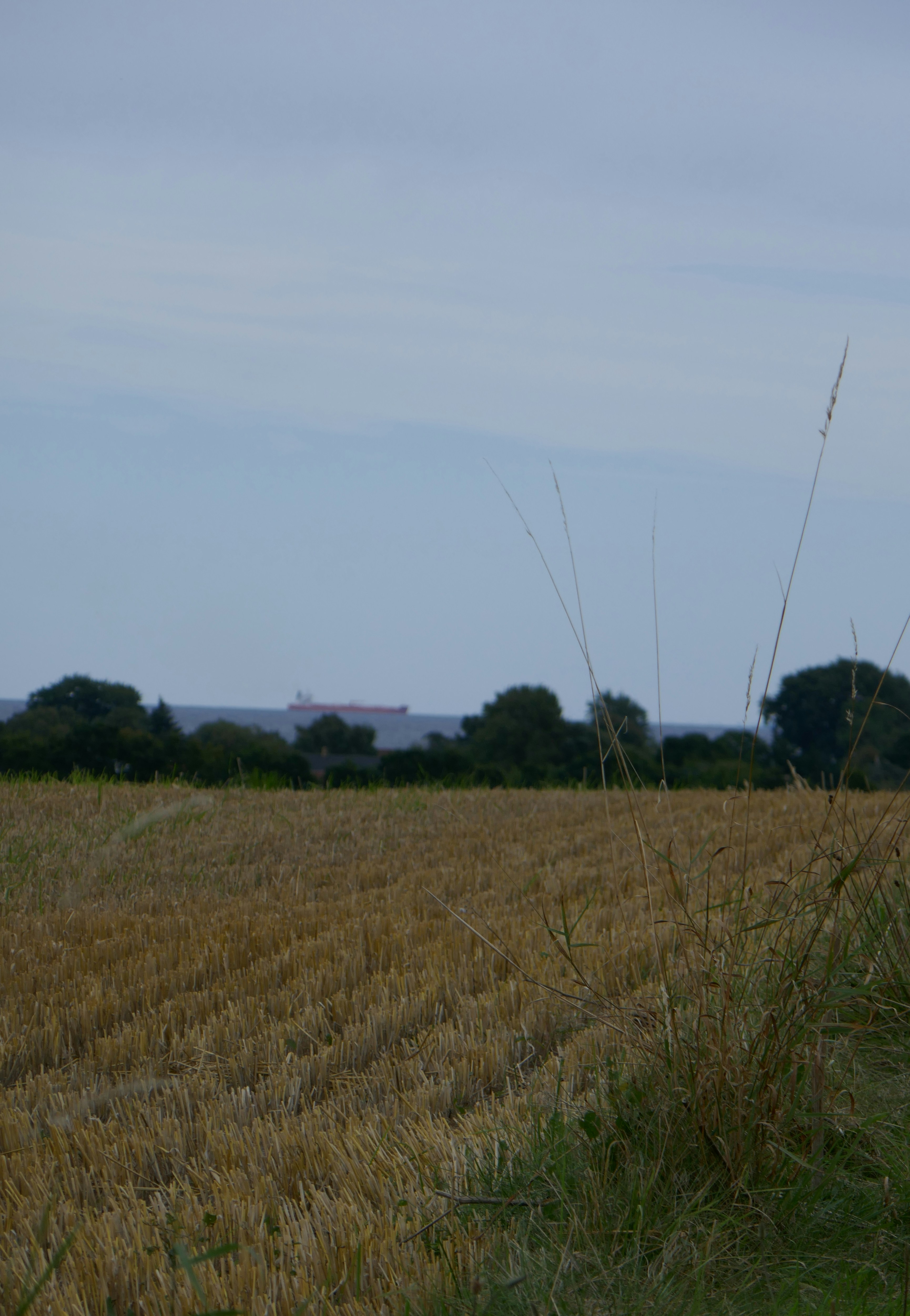 The dark trees separate the ocean with the shipping industry in the background and the field/agriculture in the foreground.