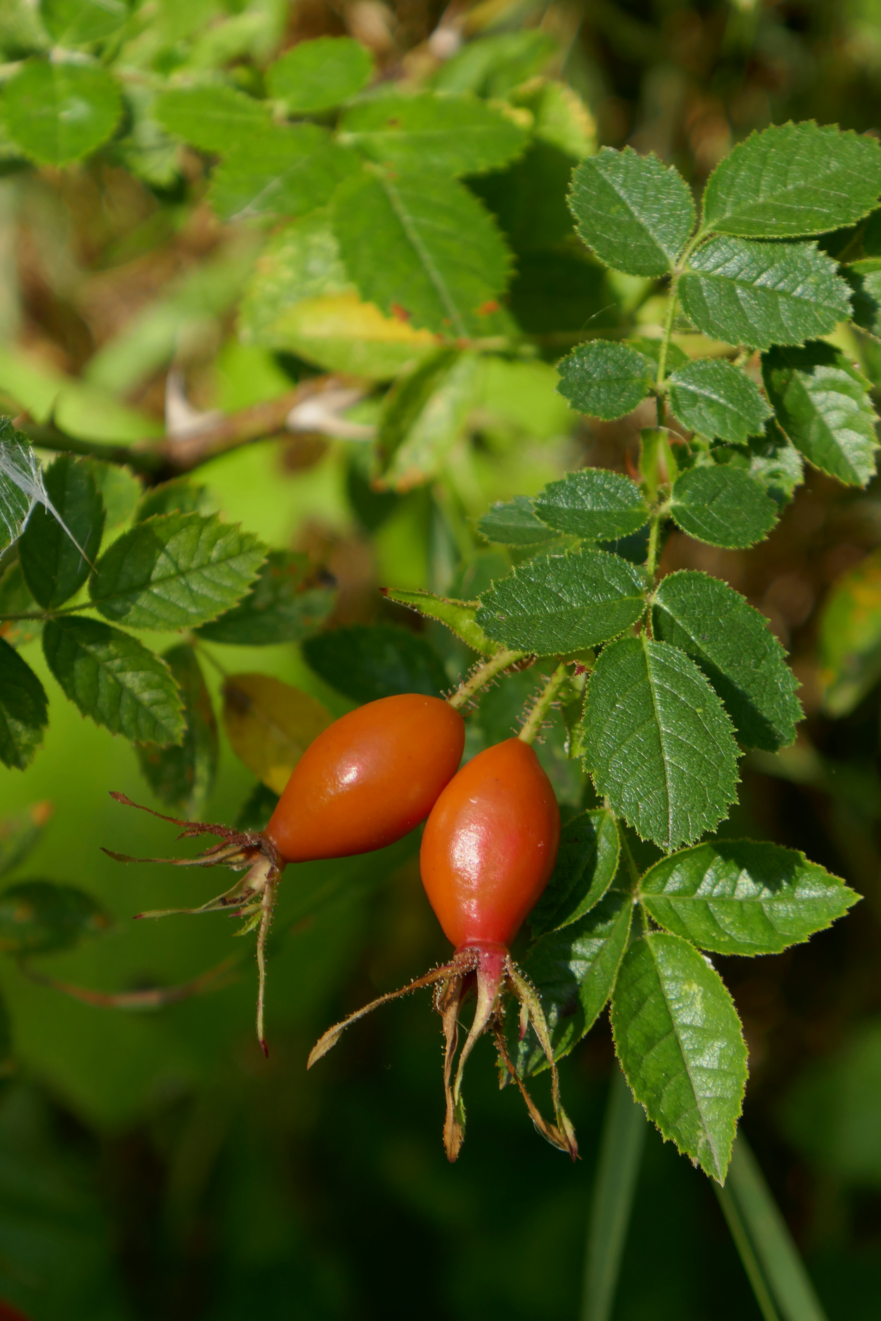 Two bright orange rose hips cling to a slender stem amid glossy, serrated rose leaves.