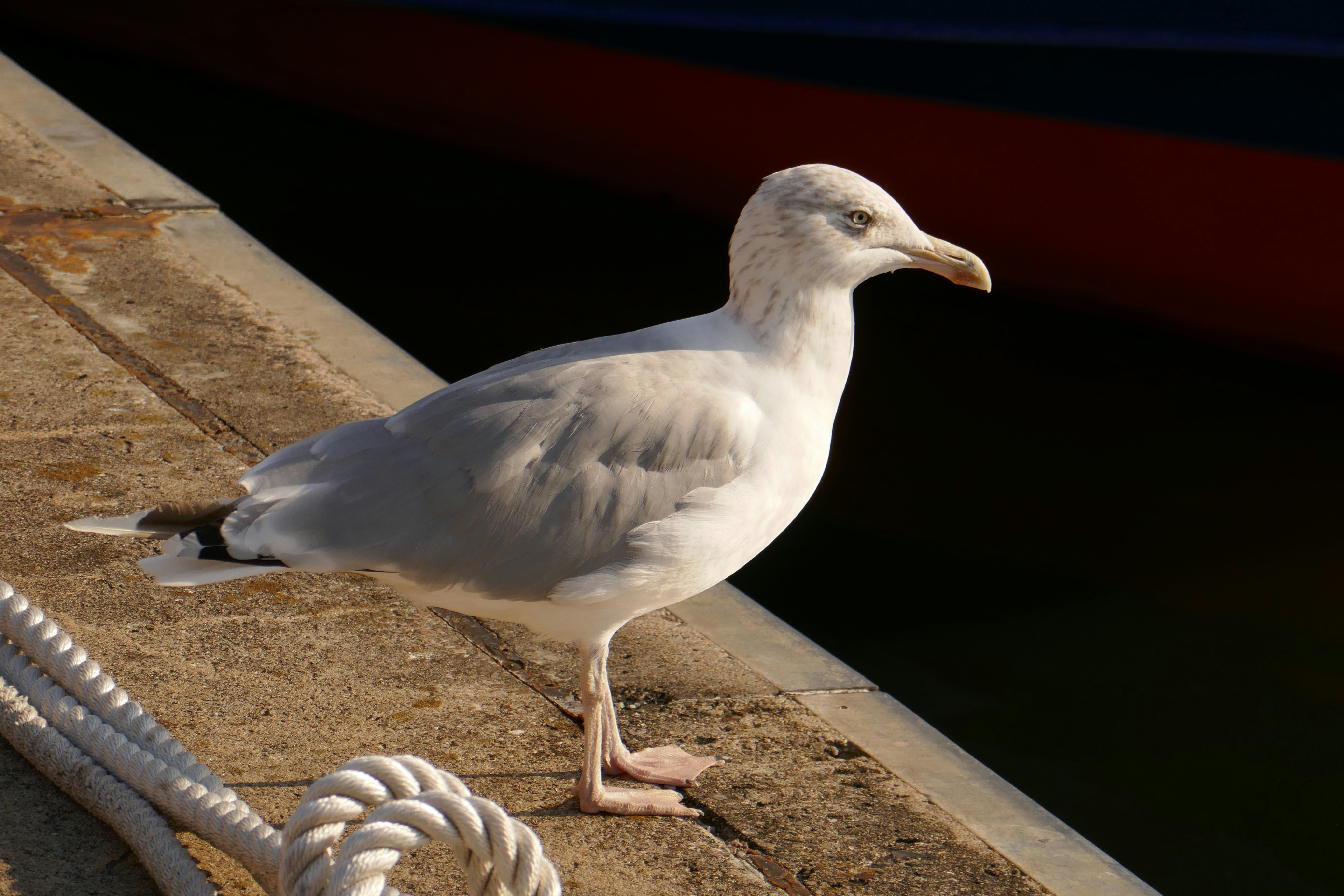 Seagull standing on a sunlit stone ledge with a dark ship in the background.