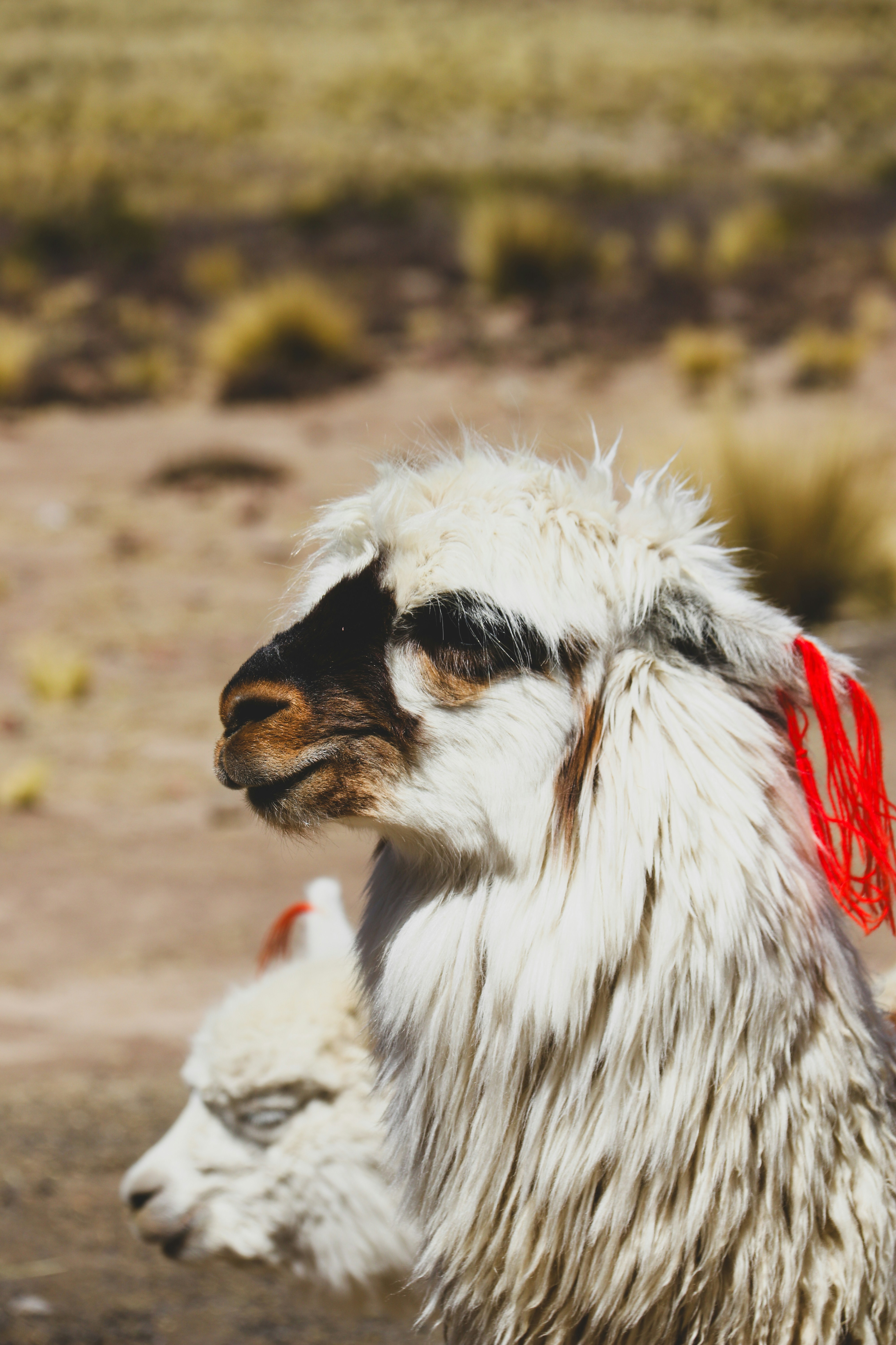 Desert Portrait: Llama with a Red Tassel