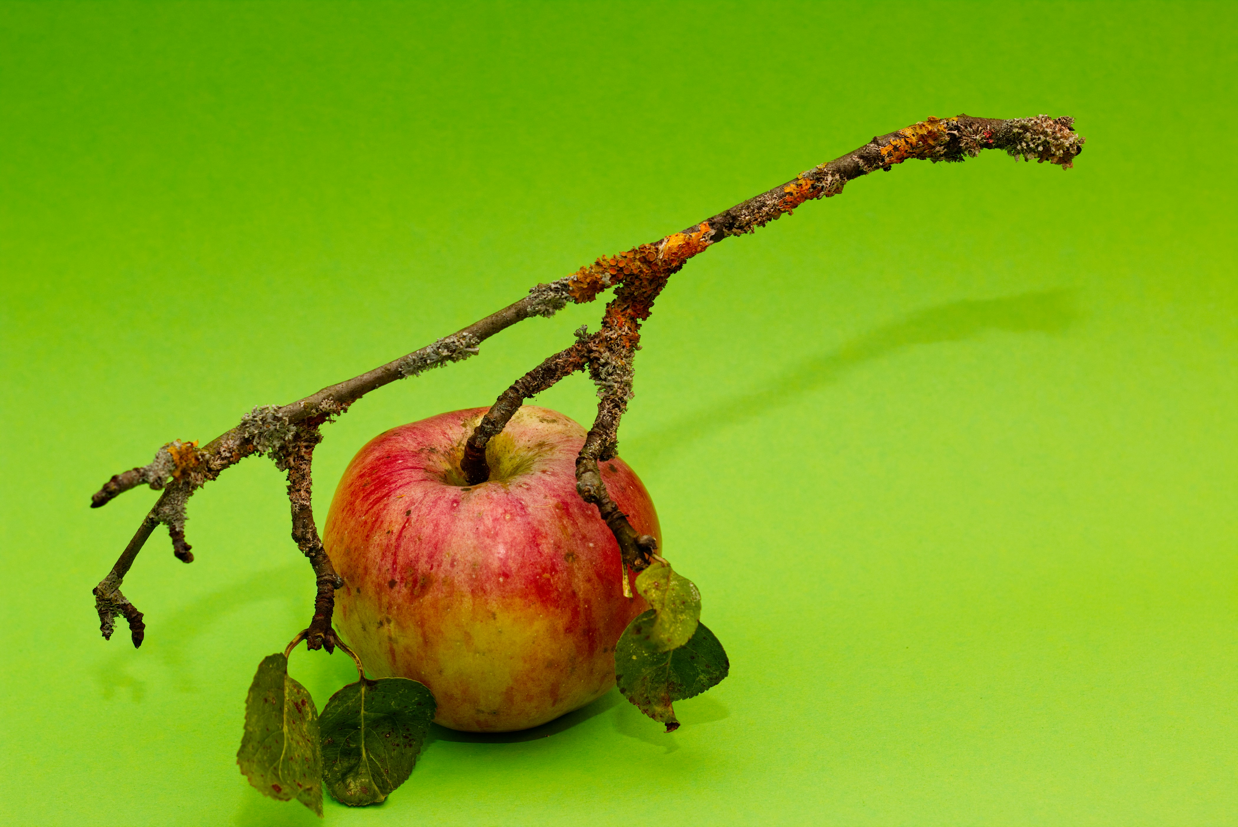 Crimson Apple on a Mossy Twig Beneath a Neon Lime Backdrop
