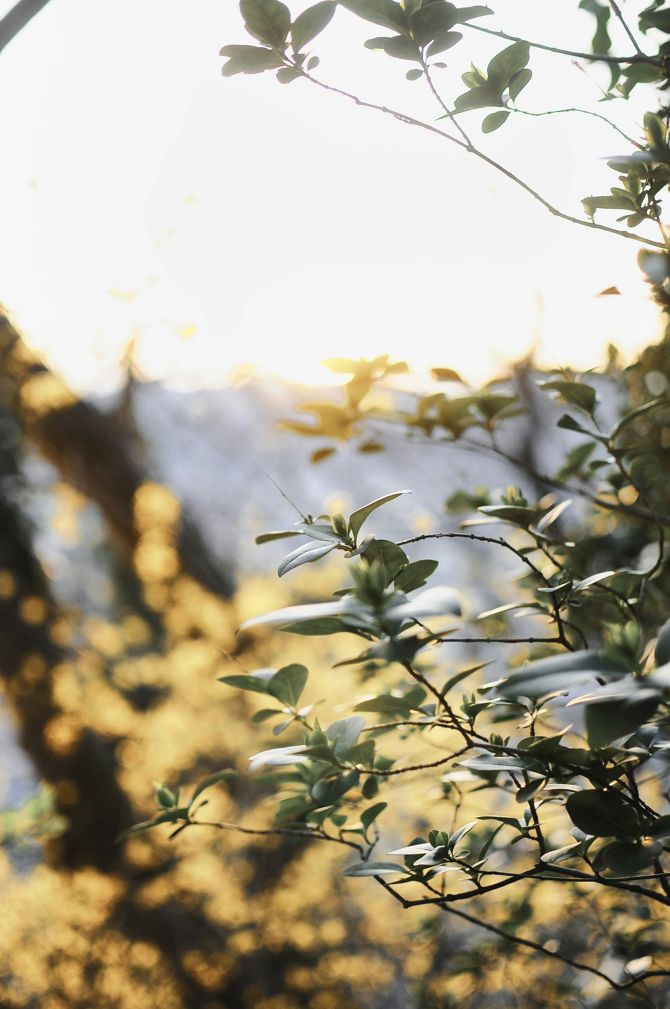 A close up of a tree with leaves photo – Free Vegetation Image on Unsplash
