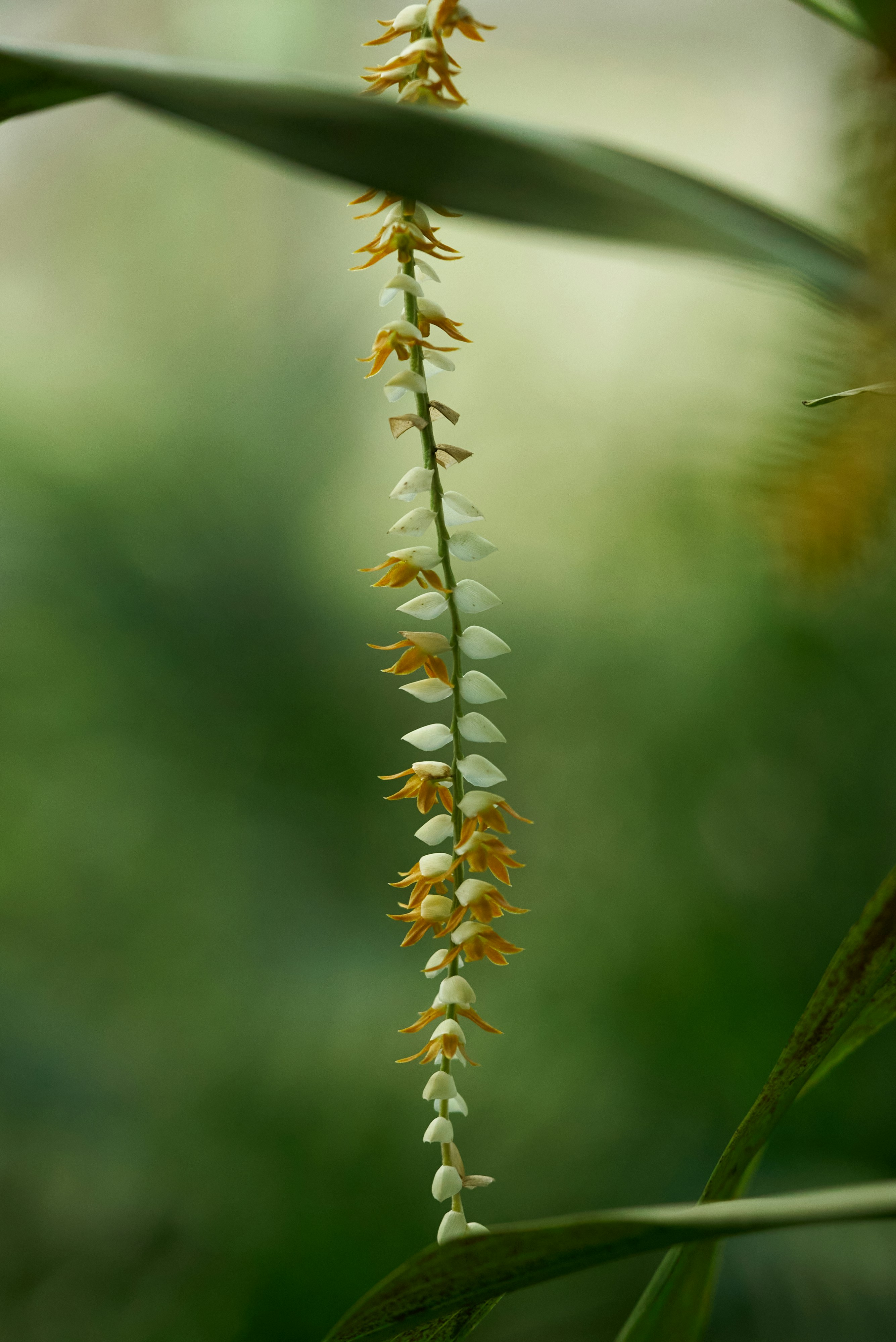 Vertical Necklace of Tiny Yellow-White Blooms in Soft Green Backdrop