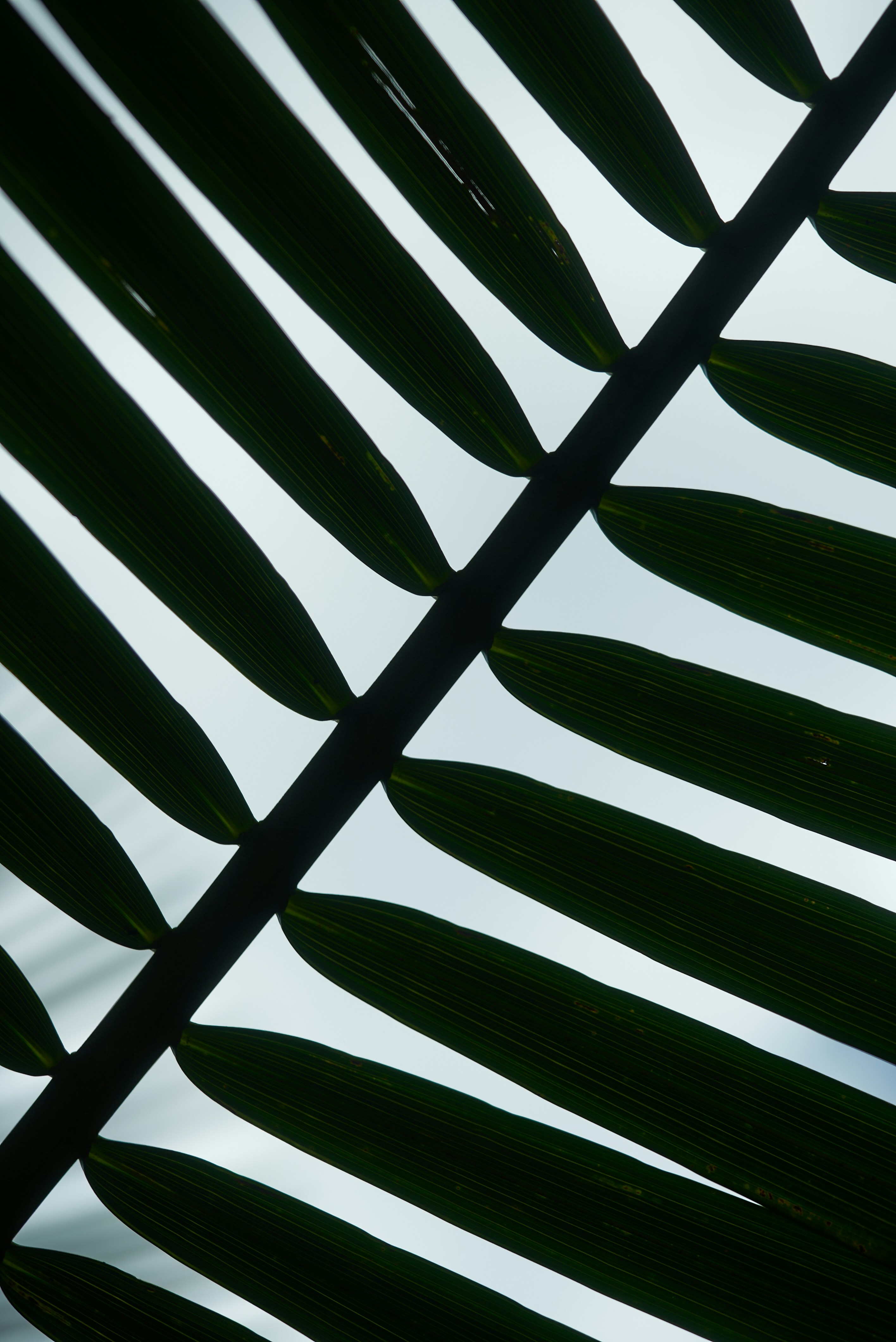 Lattice of Palm Fronds Against Backlit Sky