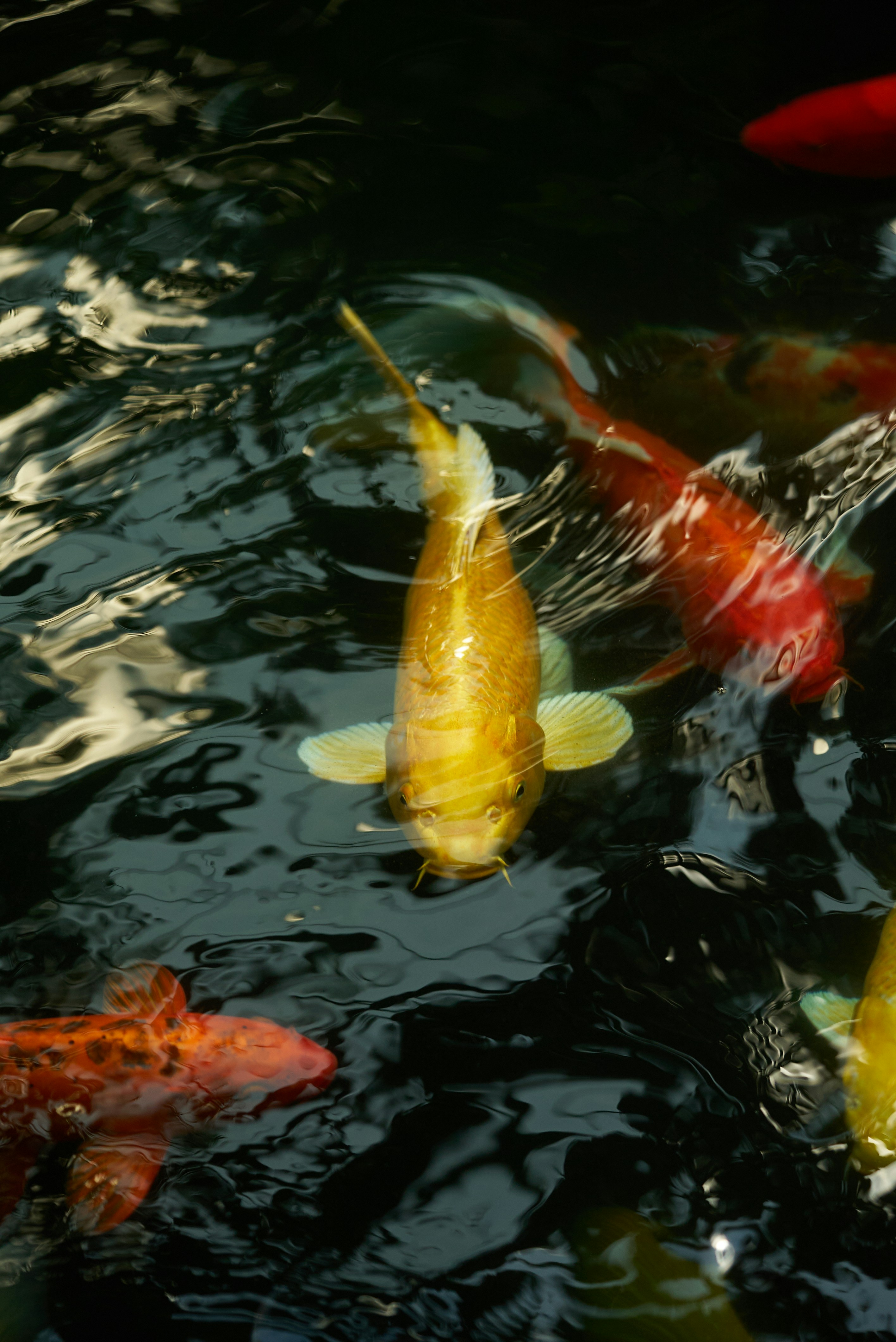 Centerstage Gold: A Golden Koi Navigates the Ruby Cast of a Shadowed Pond