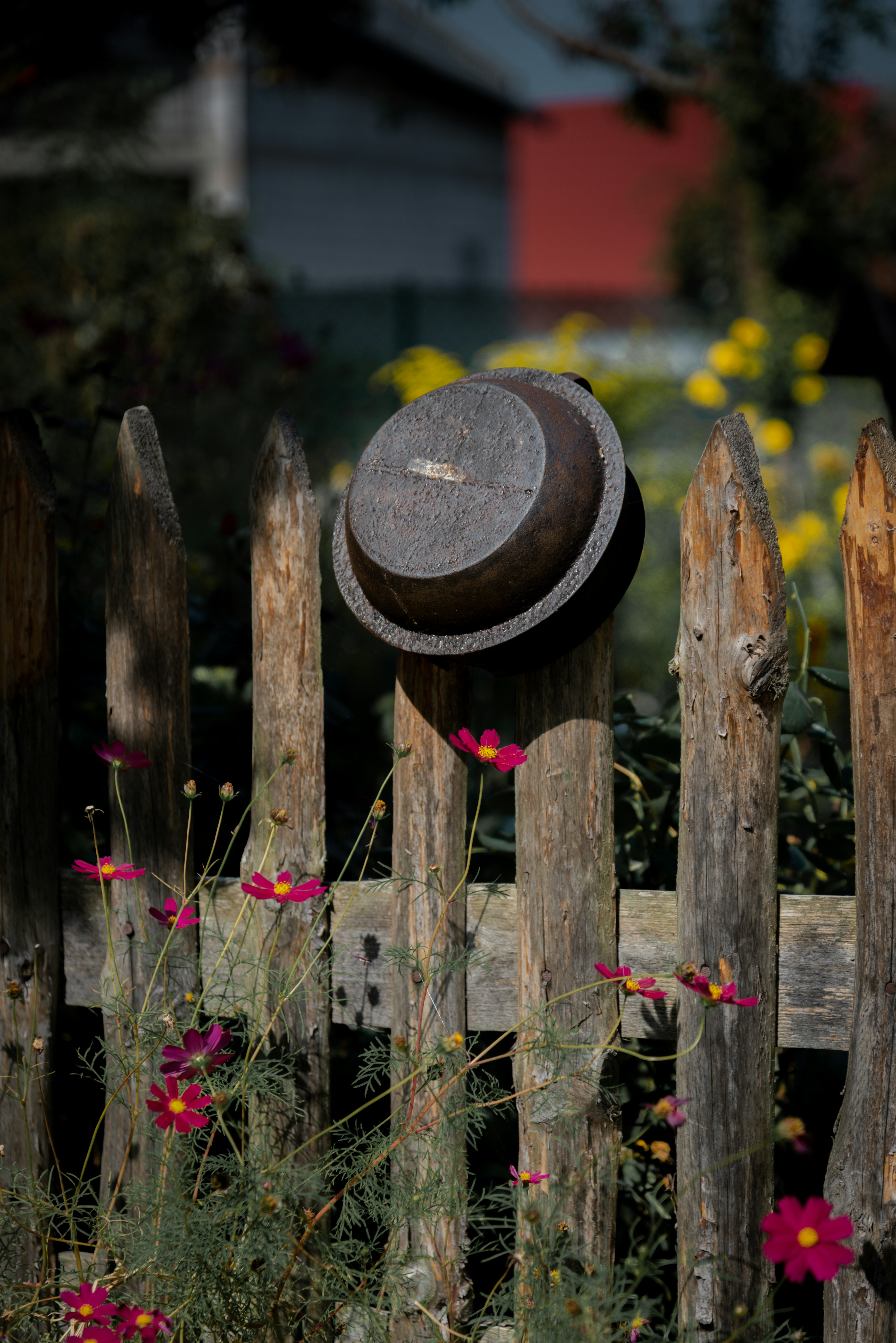Rusty Bowler on a Weathered Fence: Pink Blooms in a Quiet Garden