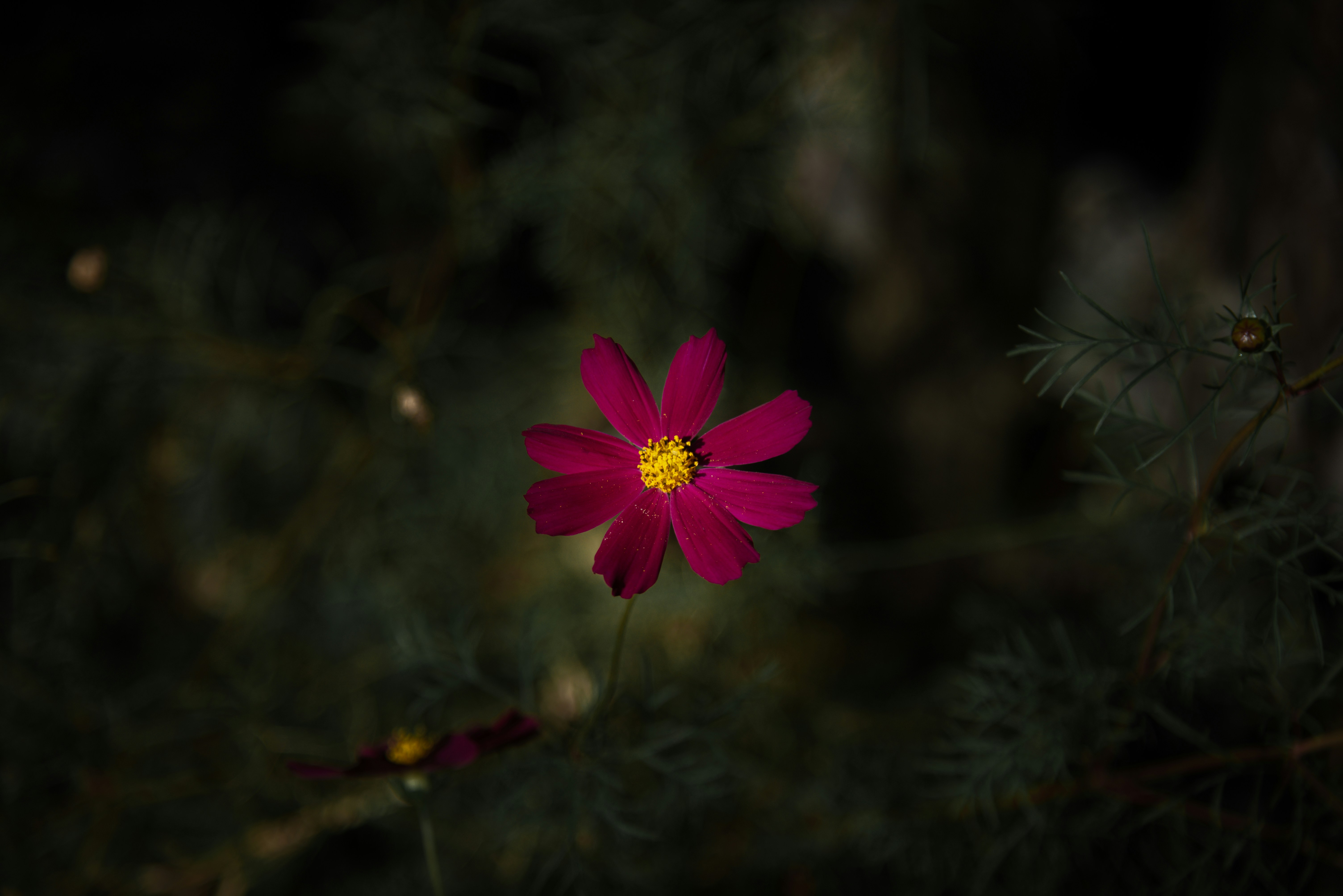 Crimson Cosmos in a Velvet Shadow