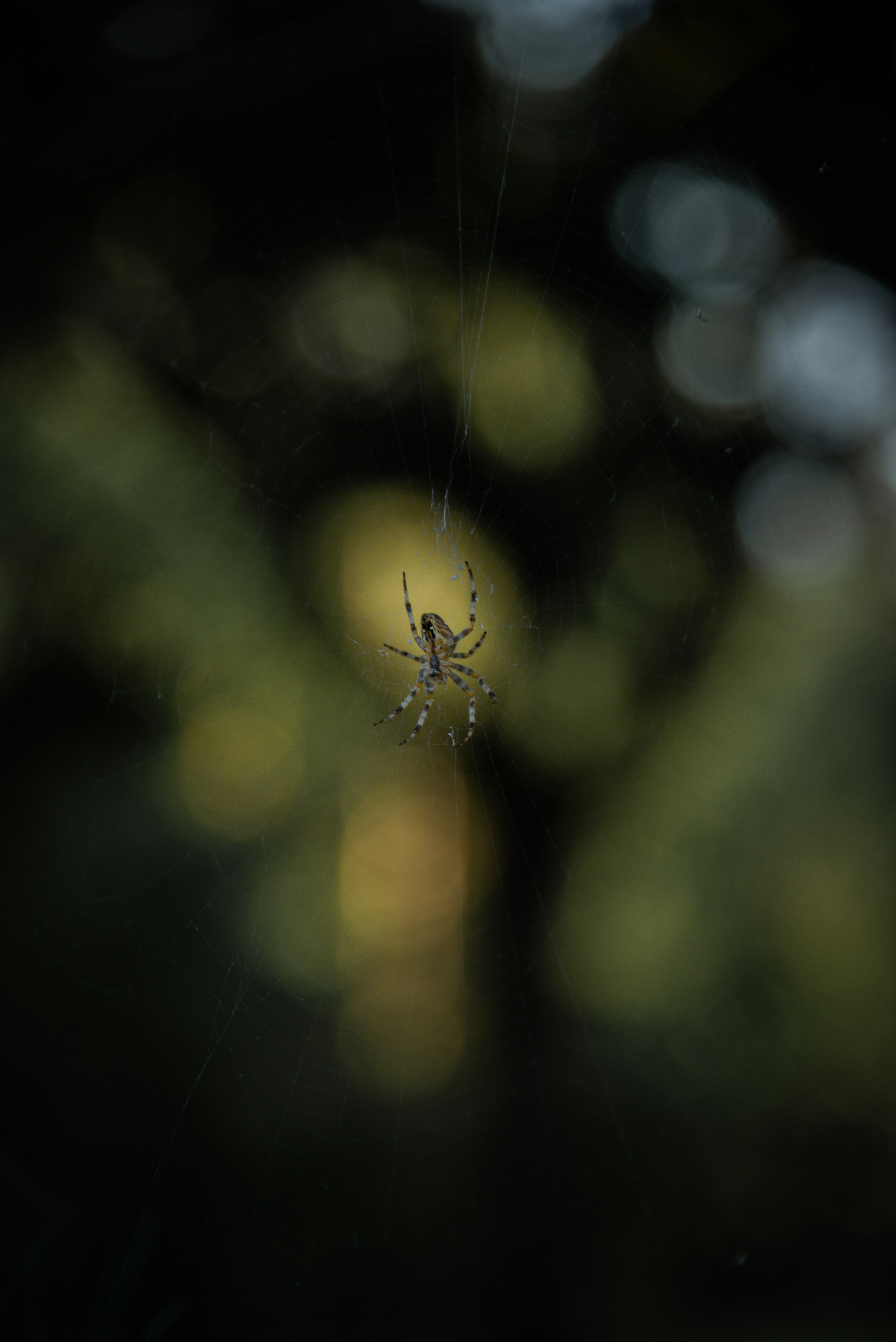 Silken Focus: Spider in a Quiet Web