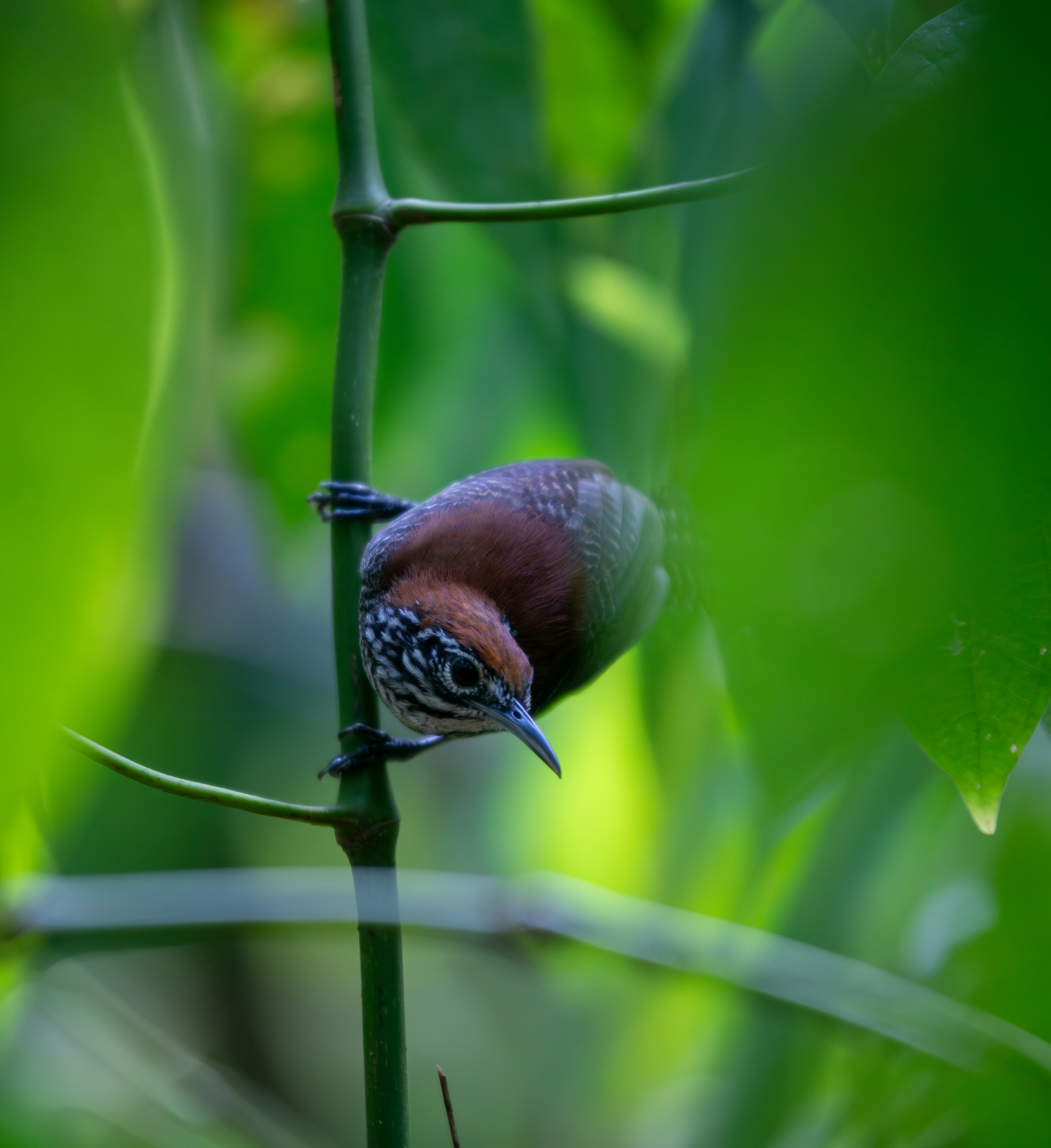 Vinebound Pause: A Tiny Bird Clings to a Green Thread