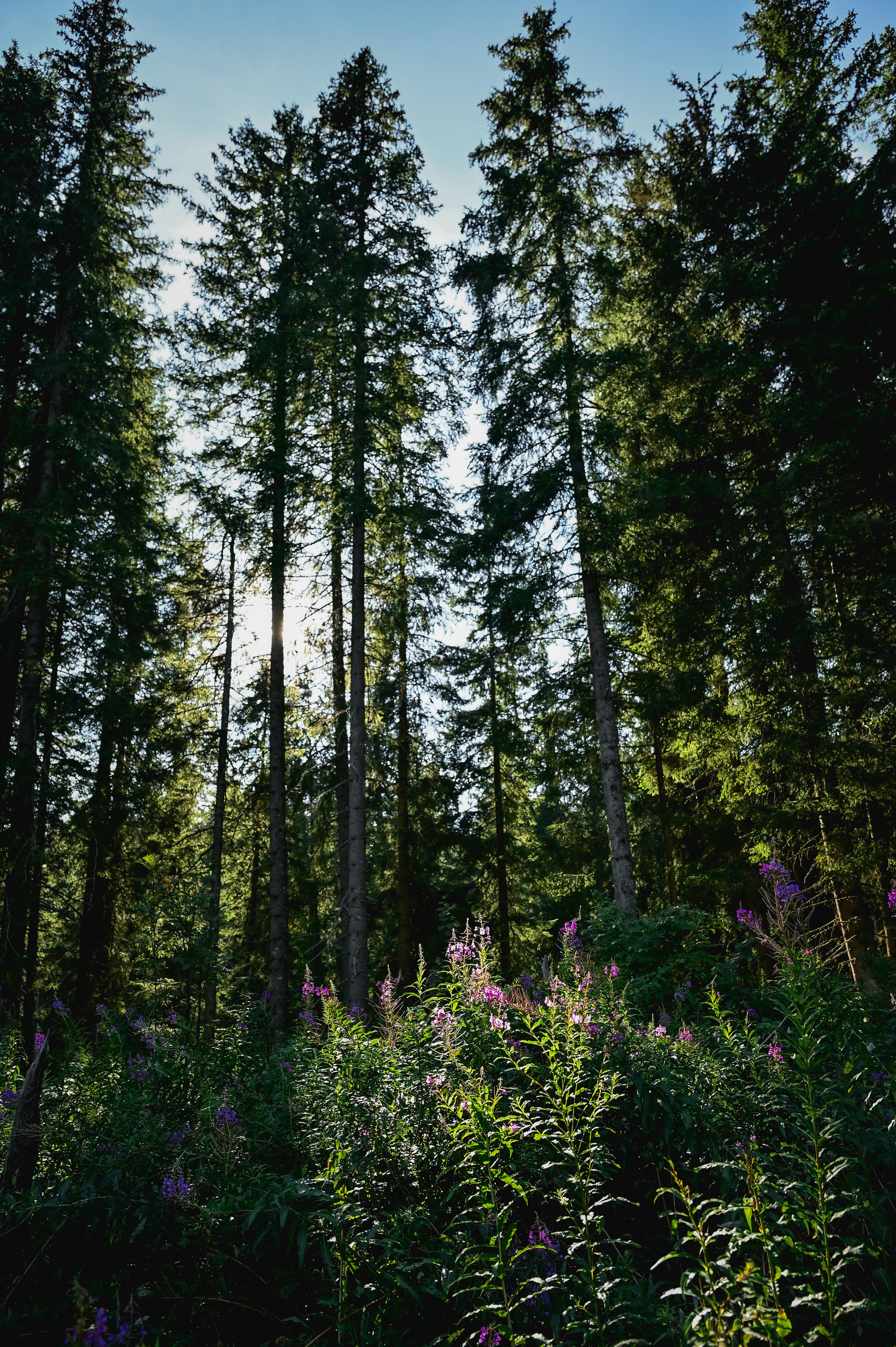 Sunlit Wildflowers at the Edge of a Silent Pine Forest