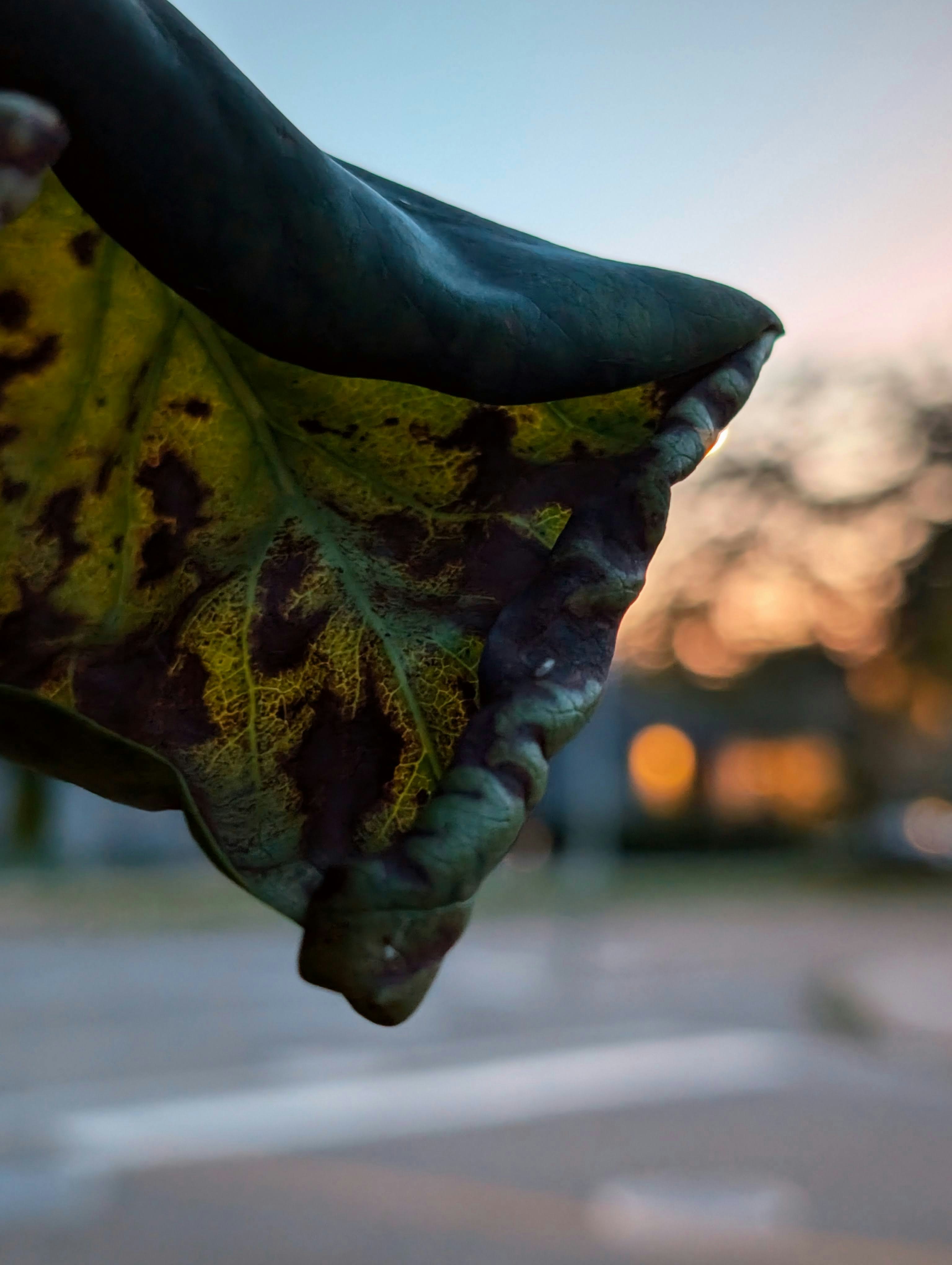 Close-up of a withered leaf with detailed veins, set against a warm sunset bokeh.