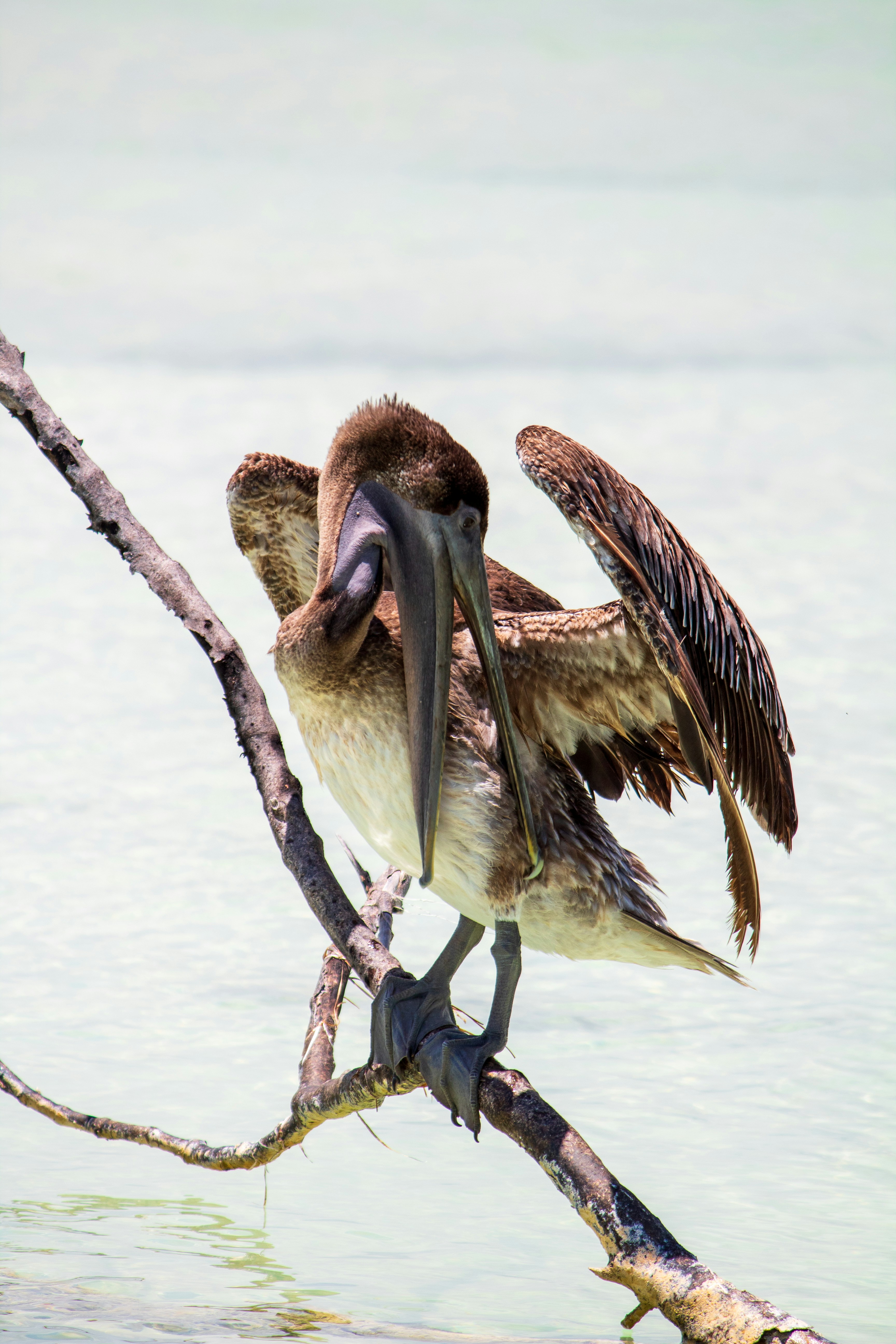 Mid-air Perch: A Brown Pelican Balancing on a Tangle of Branches