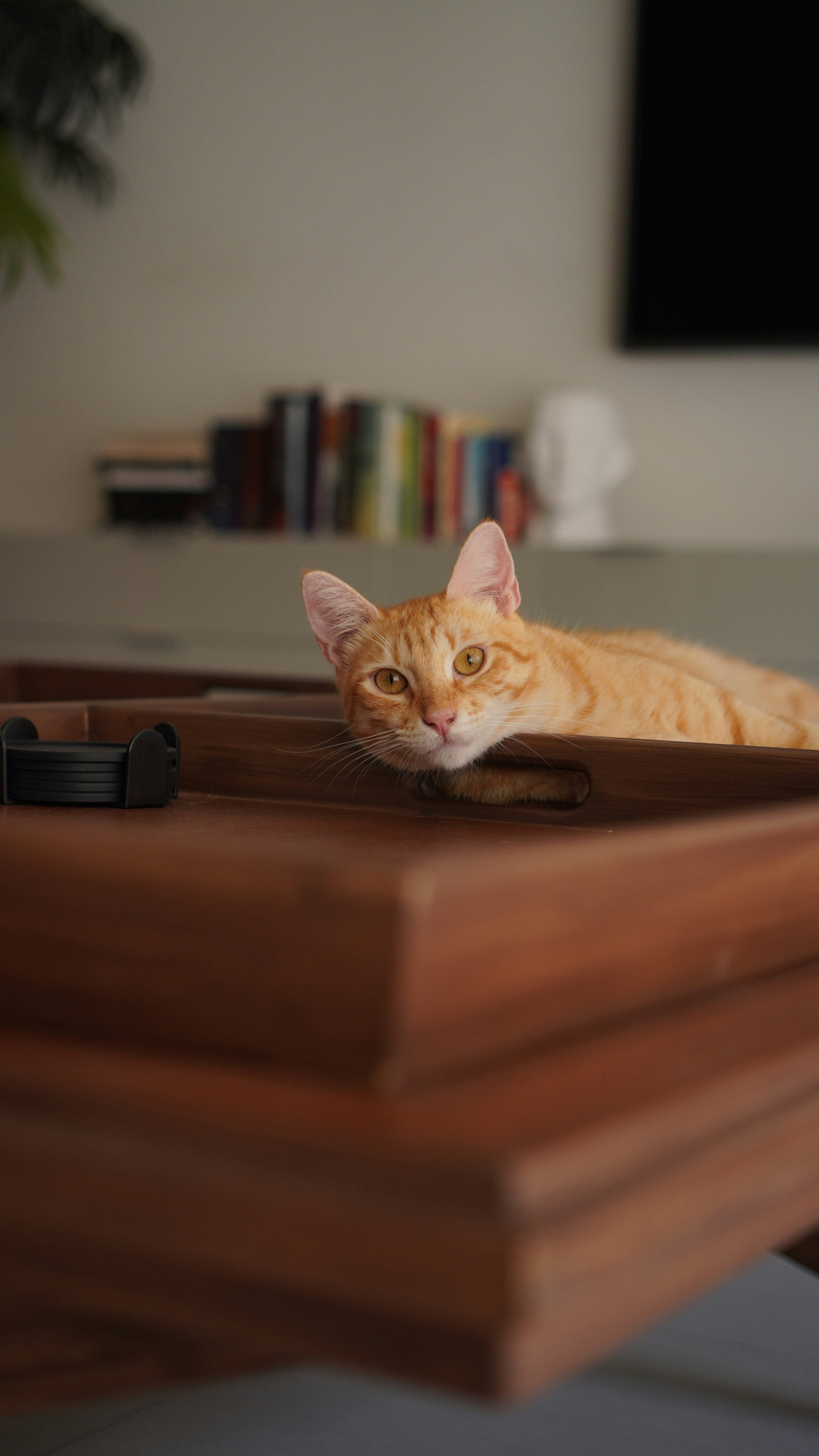 Amber Tabby at Rest on a Walnut Coffee Table, Eyes Lit with Quiet Curiosity