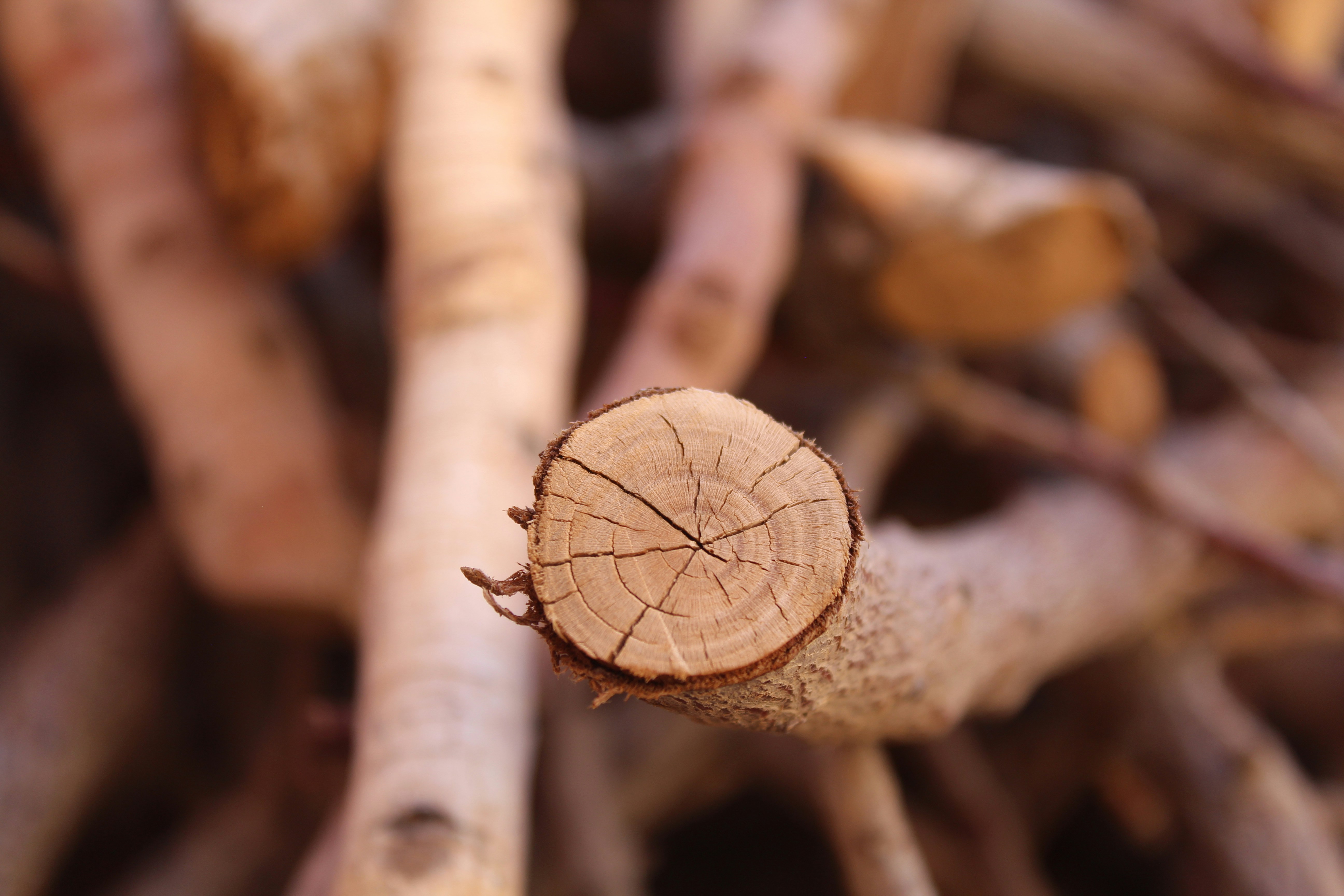Cross-Section in a Sea of Twigs: a Micro View of Wood Ring Geometry