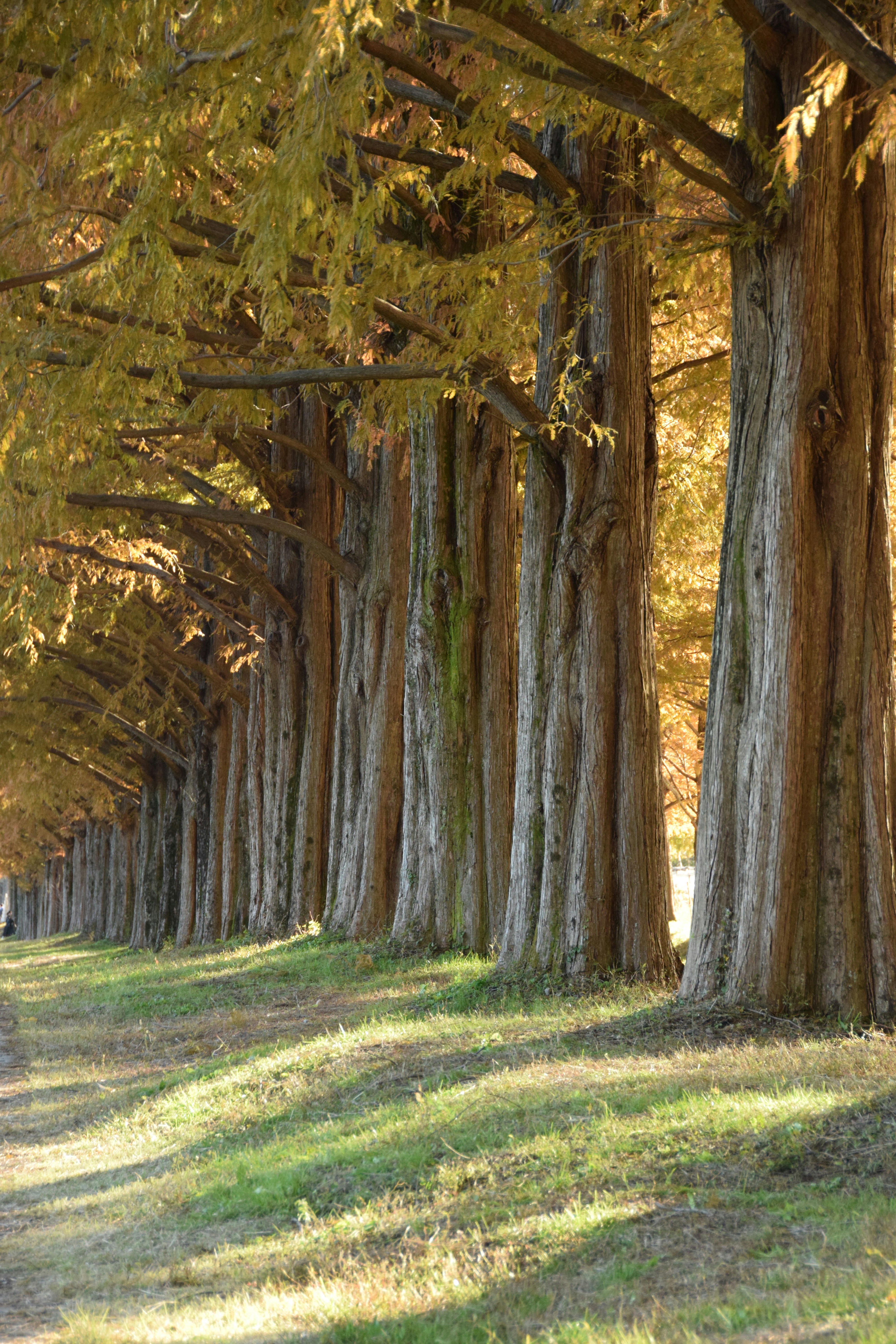 Aisle of Sunlit Trunks: Tree-Lined Path Through Autumn Light