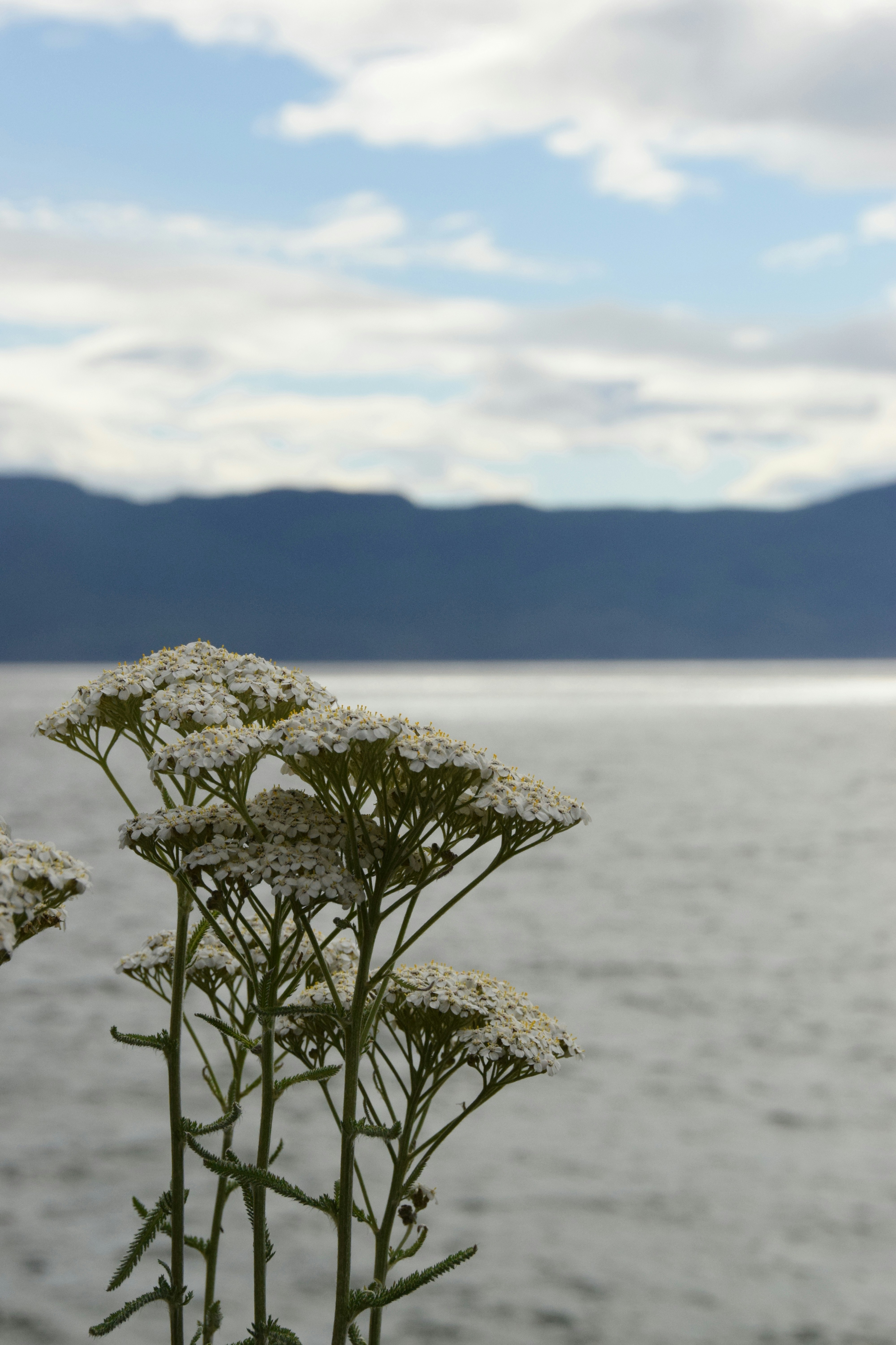 Umbels in Focus by the Lake: Quiet Foreground Framing a Distant Ridge