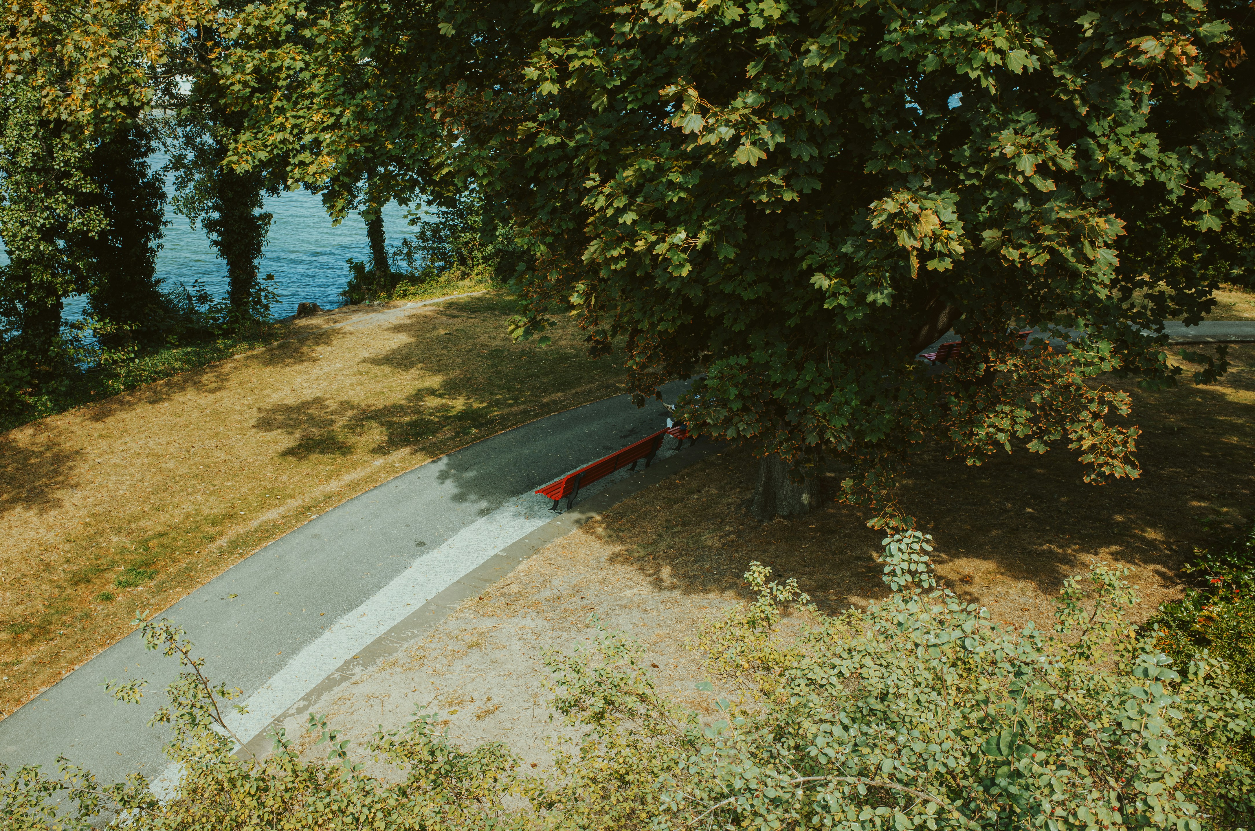 Red Bench at the Lakeside Curve Beneath a Canopy