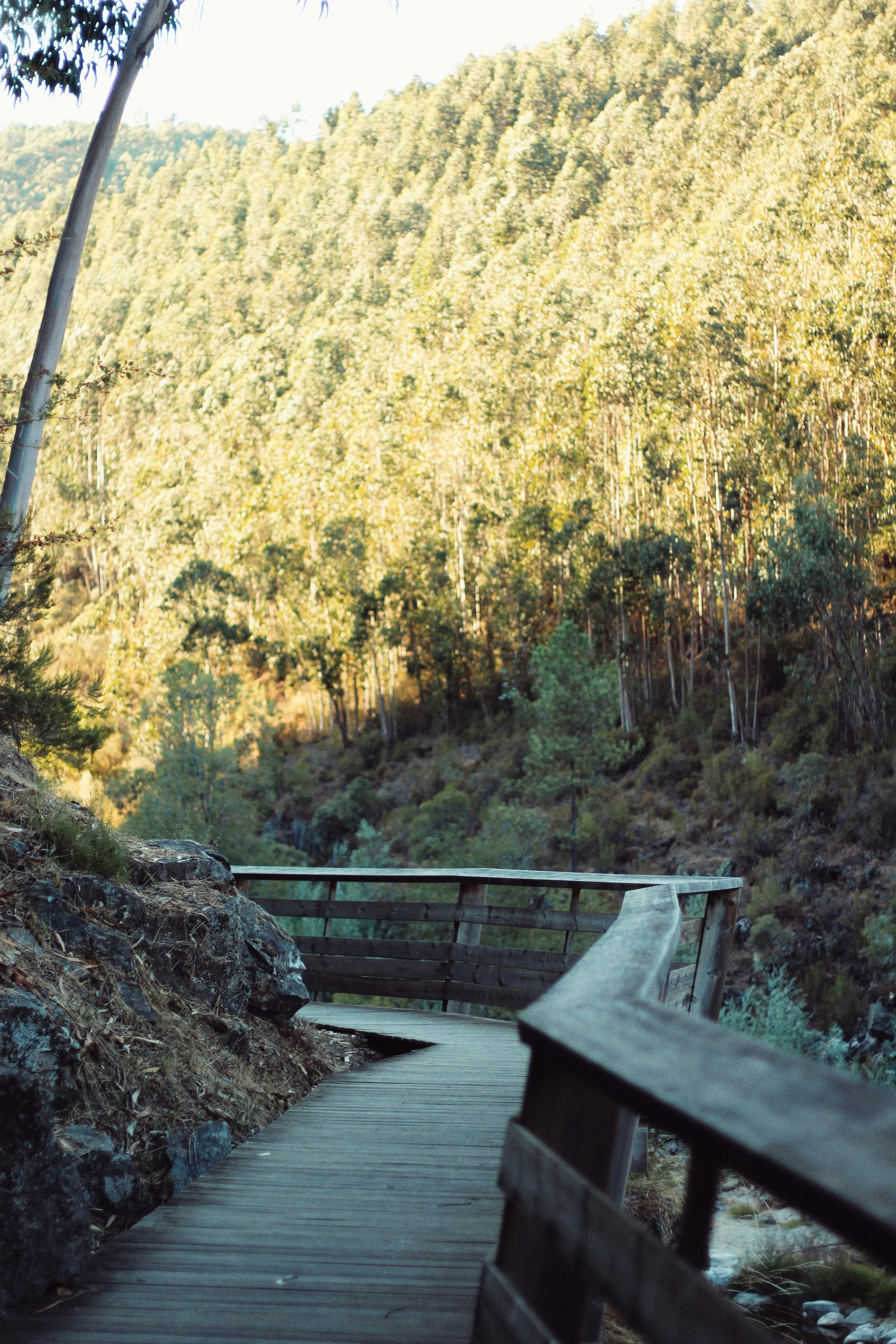 Path Through the Pines: A Wooden Walkway Into Light