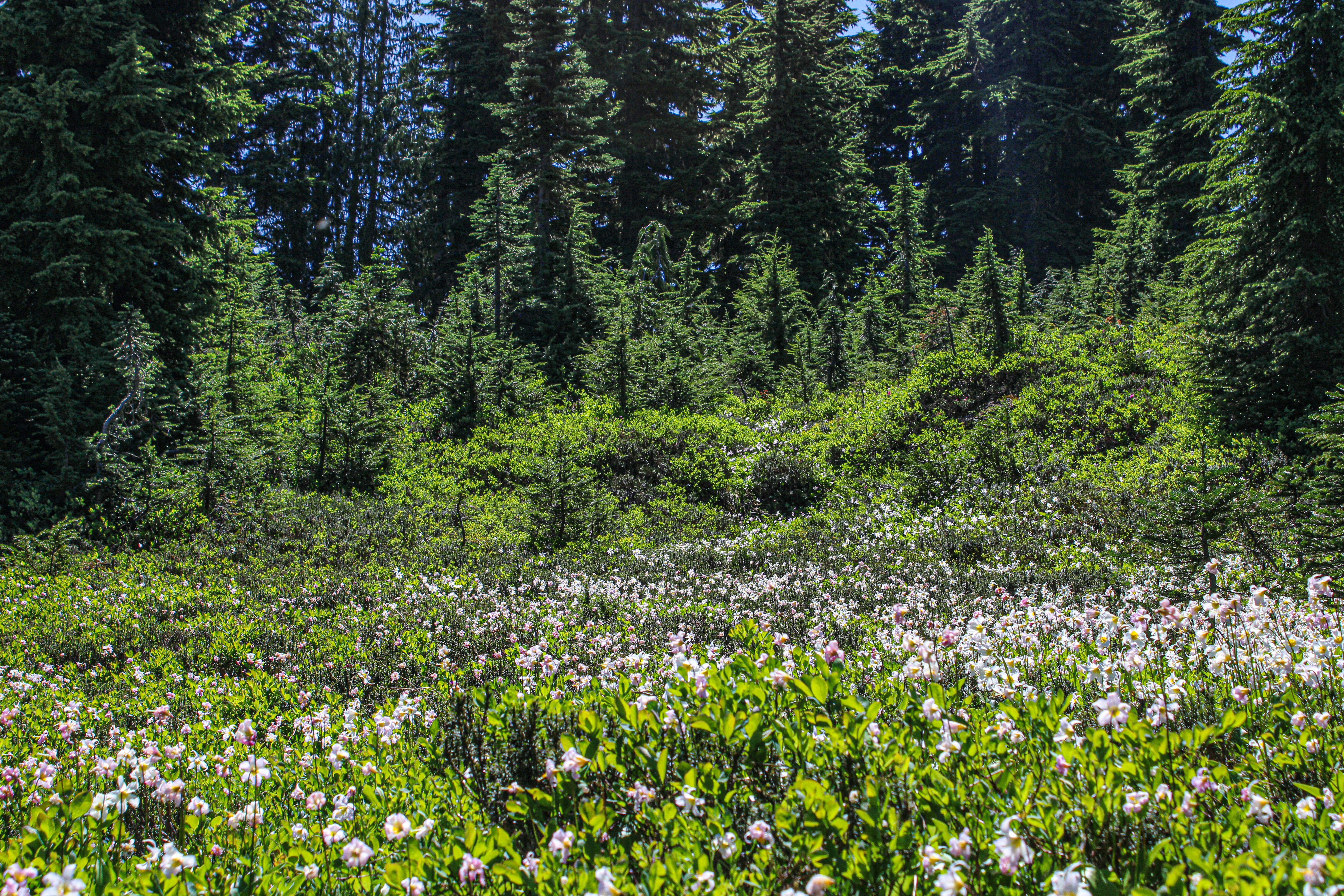 A field of wildflowers in the middle of a forest photo – Free Flowers ...