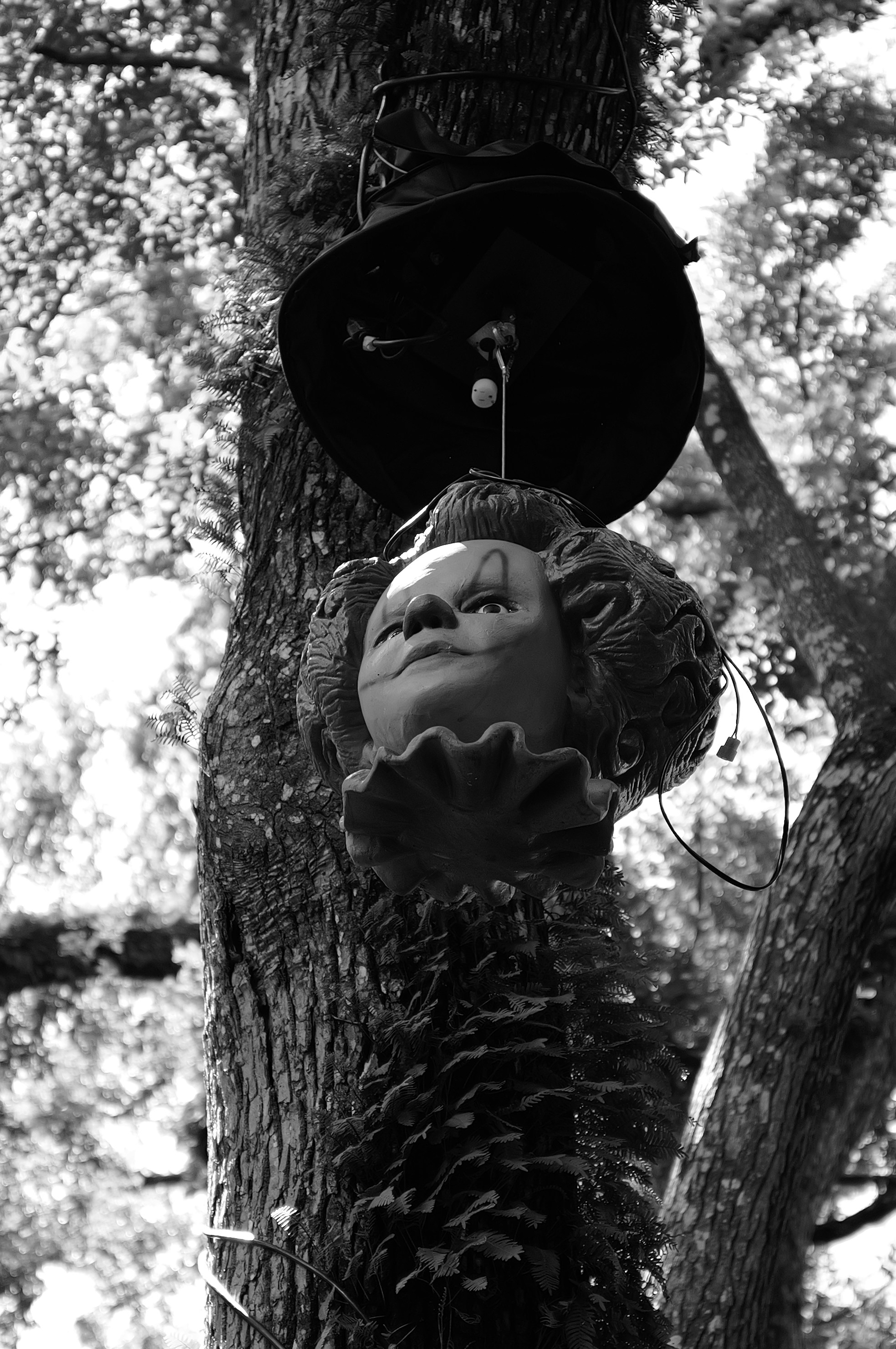 A sculpture of a woman's head hanging from a tree photo – Free Usa ...