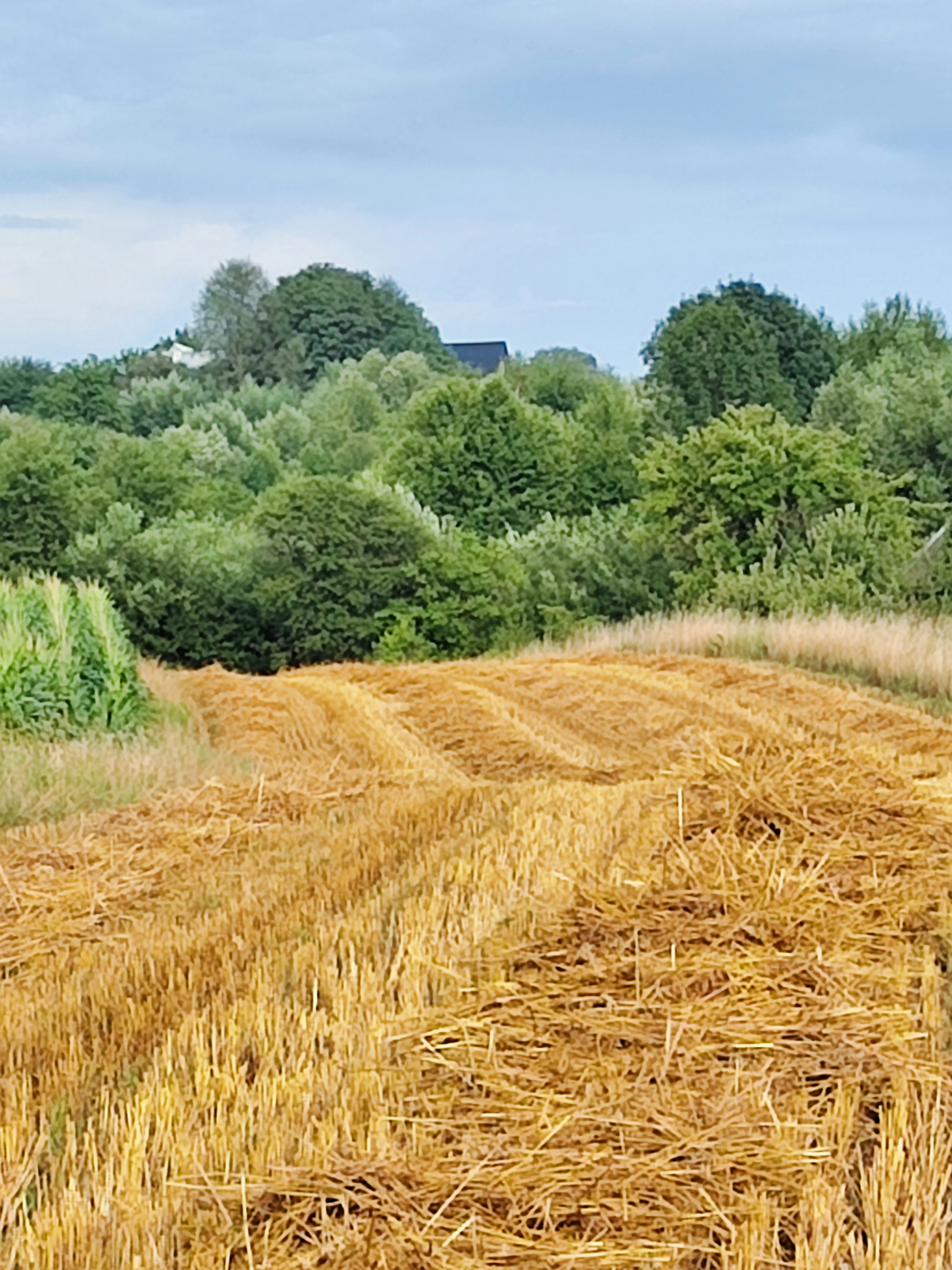 Harvested field with golden straw rows leading towards a lush green backdrop of trees and a distant house.