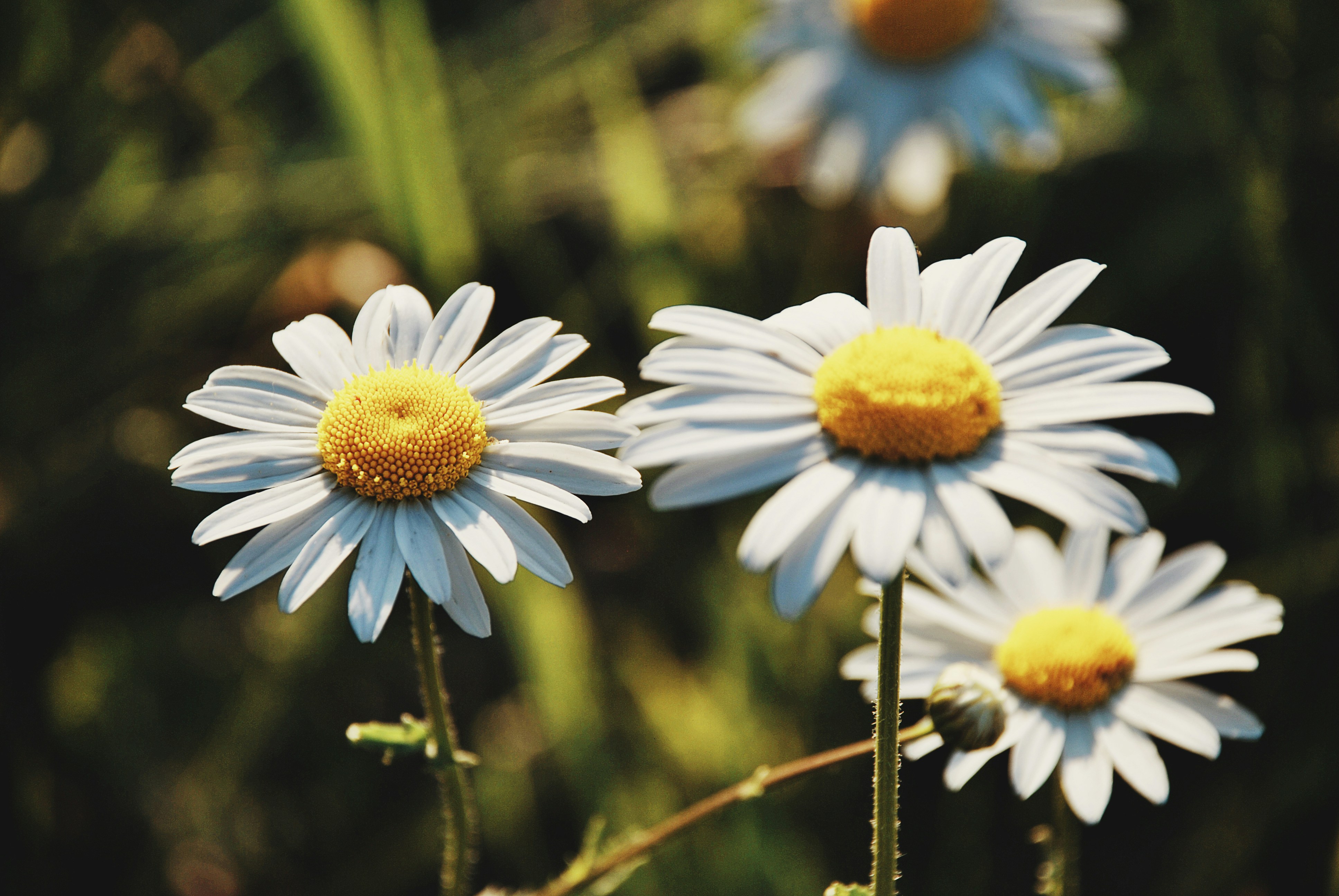 A group of daisies in a field of grass photo – Free Wrocław Image on ...