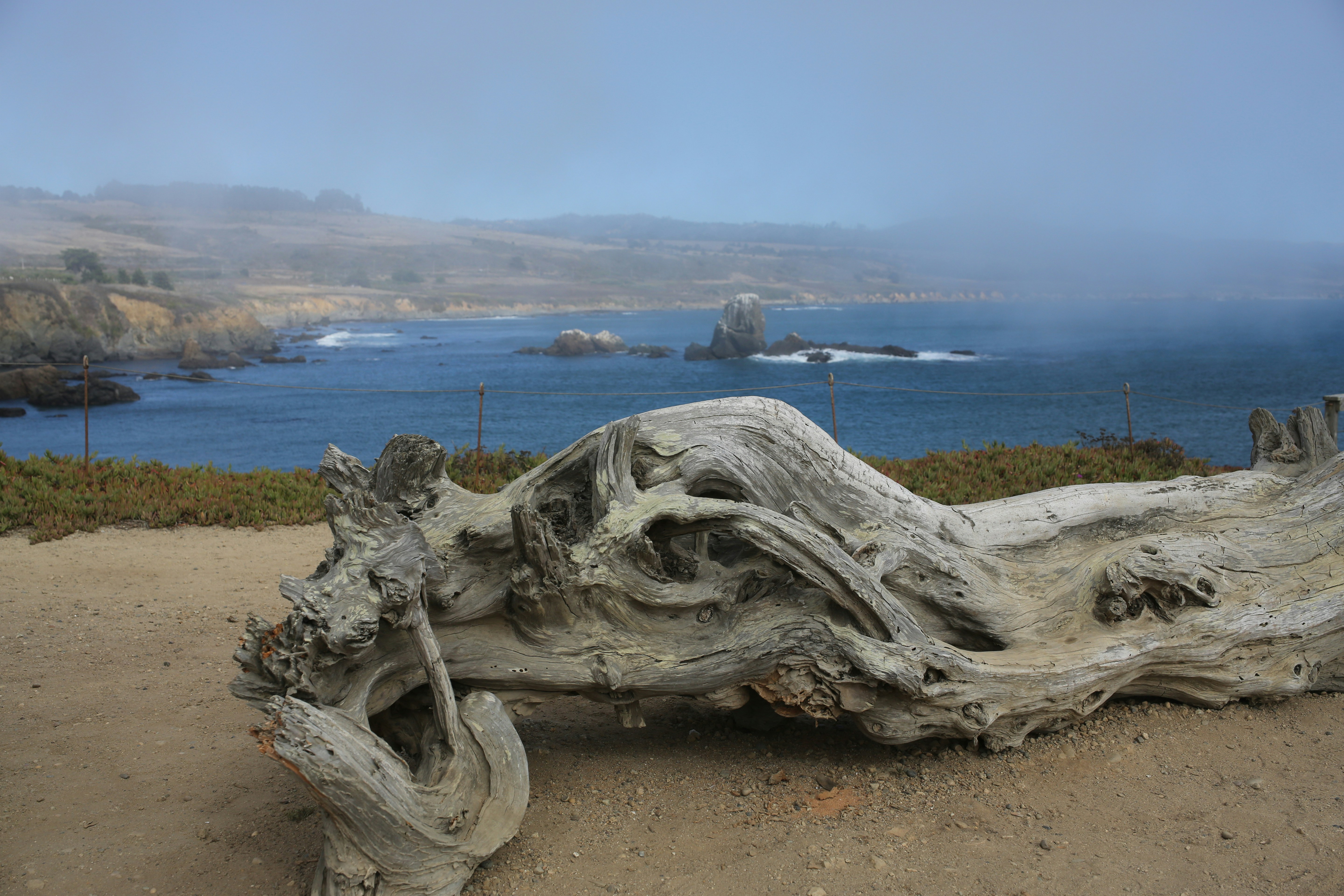 Gnarled Driftwood Monolith at the Coastal Edge