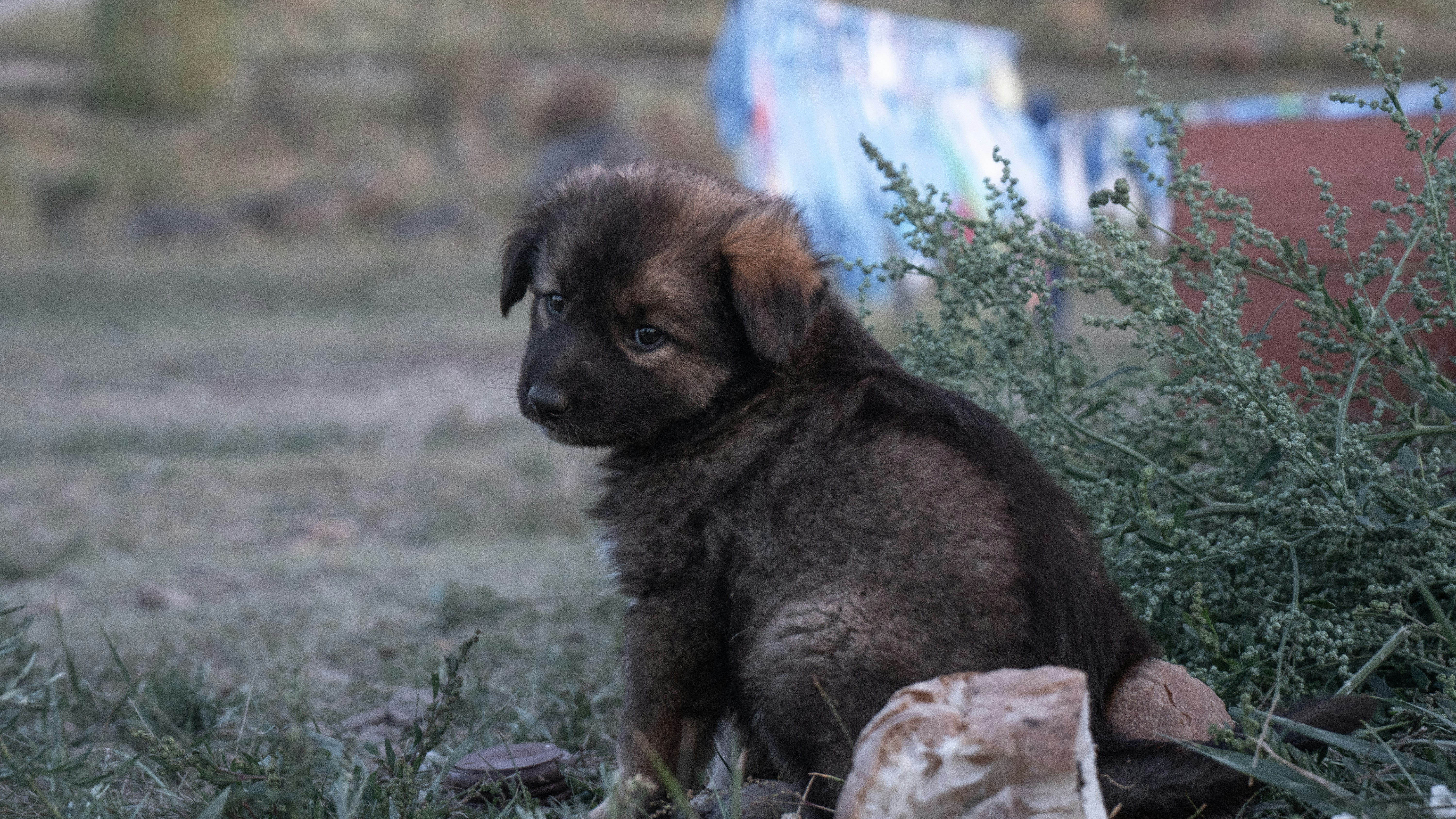 Curious Pup Amongst the Green