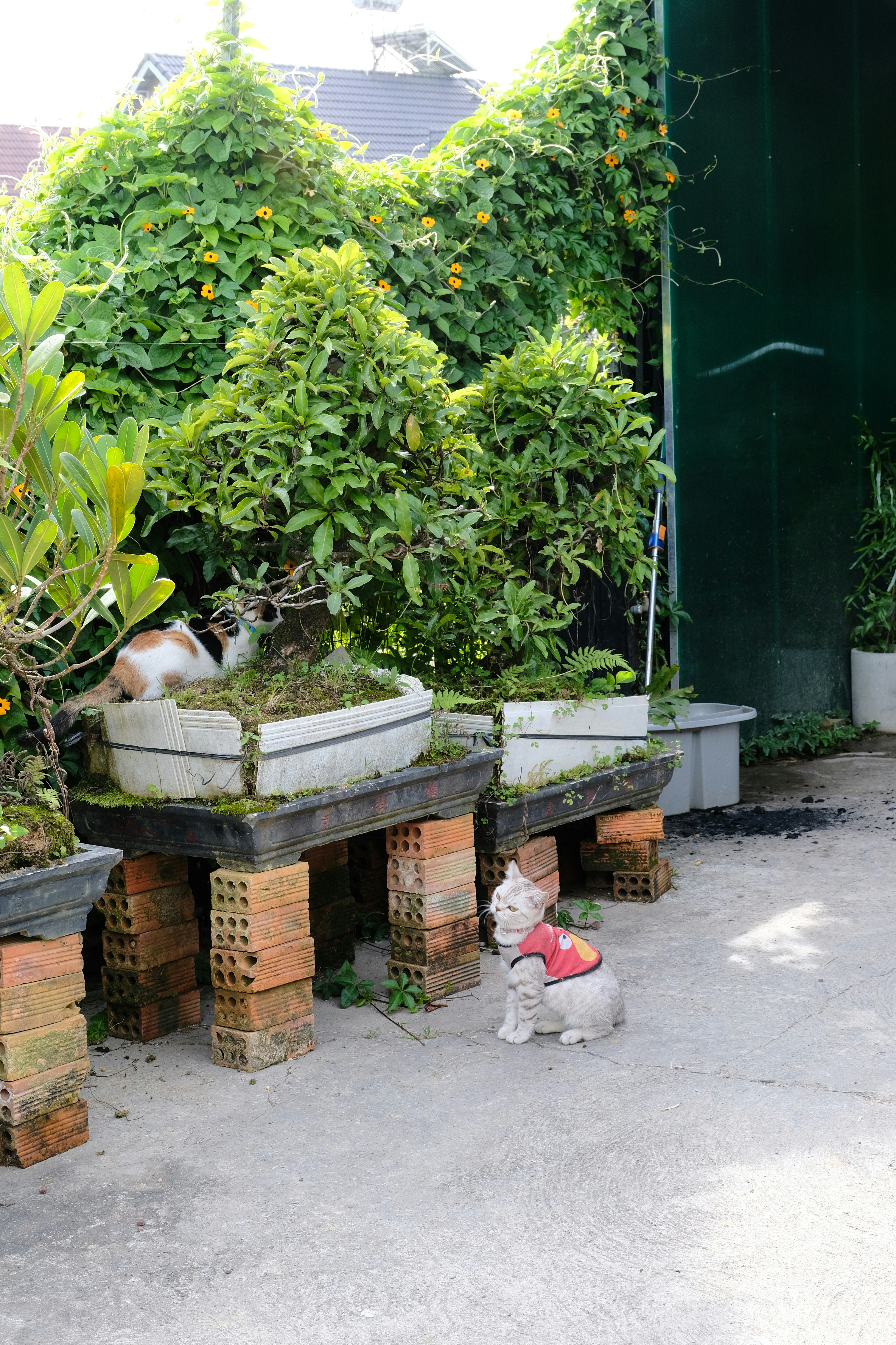 Terraced Garden Watch: sweater-clad kitten beside a calico amid sunlit planters