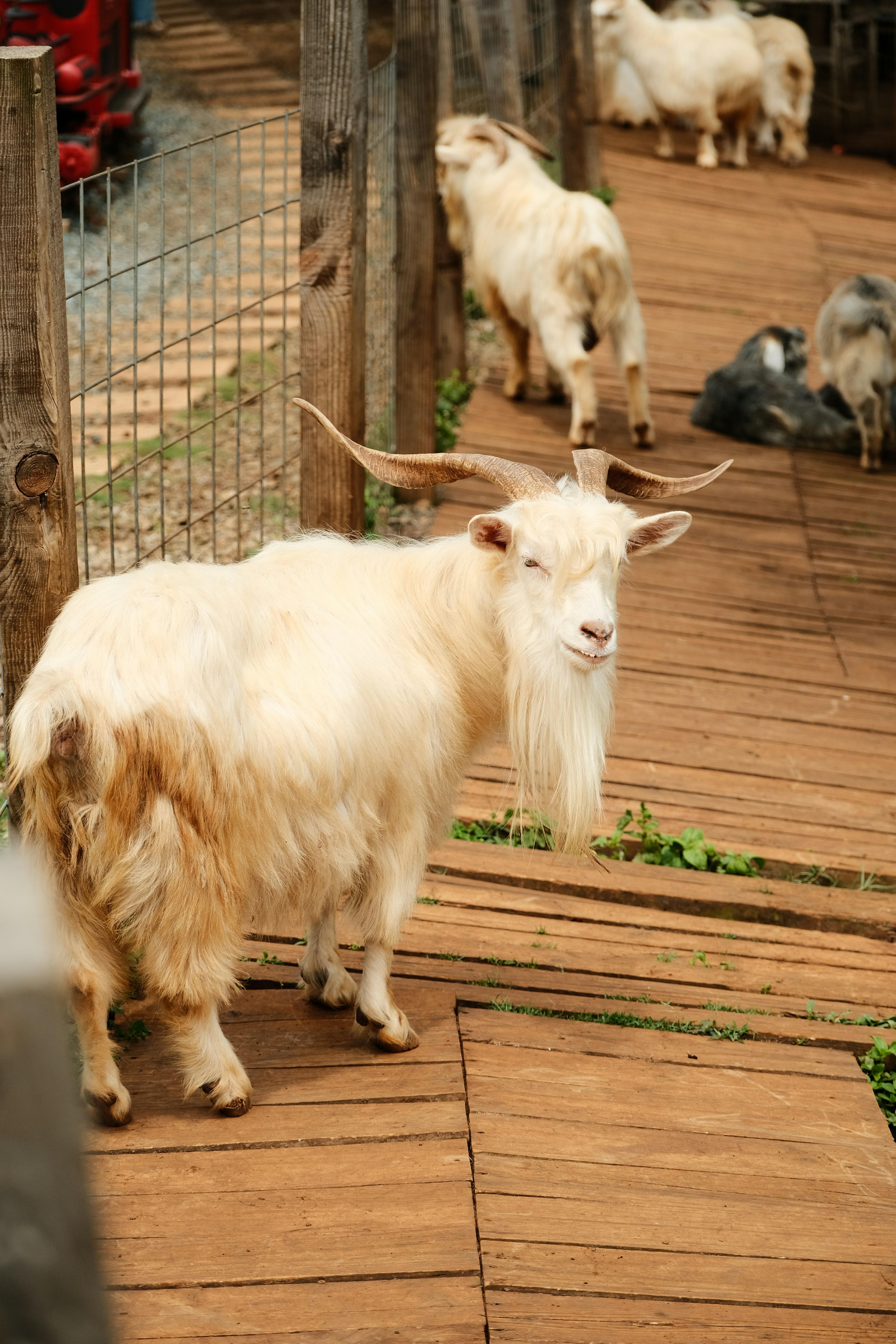 A group of goats walking down a wooden walkway photo – Free Cat Image ...