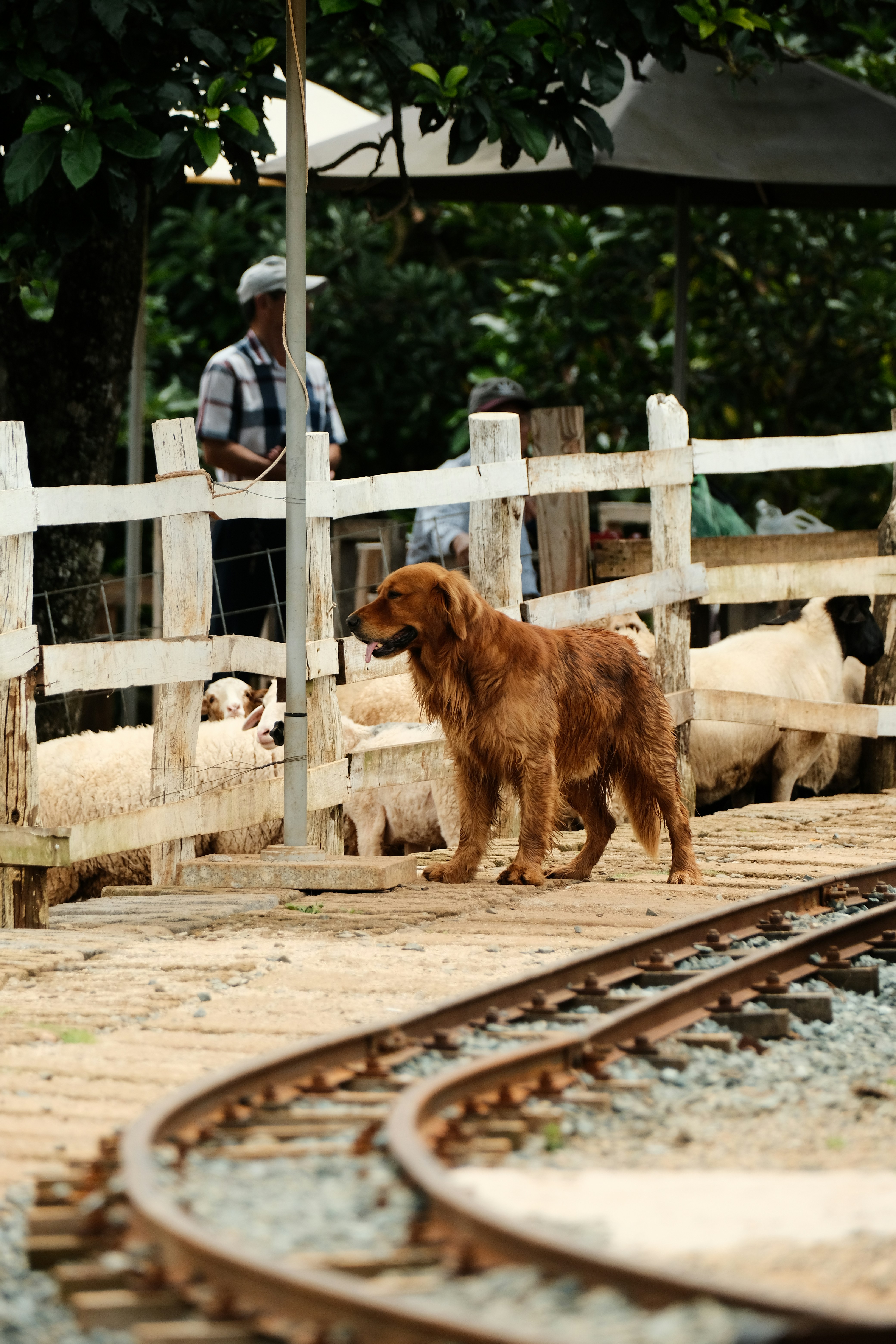 Golden Retriever by the Curved Rails: A Quiet Platform Portrait