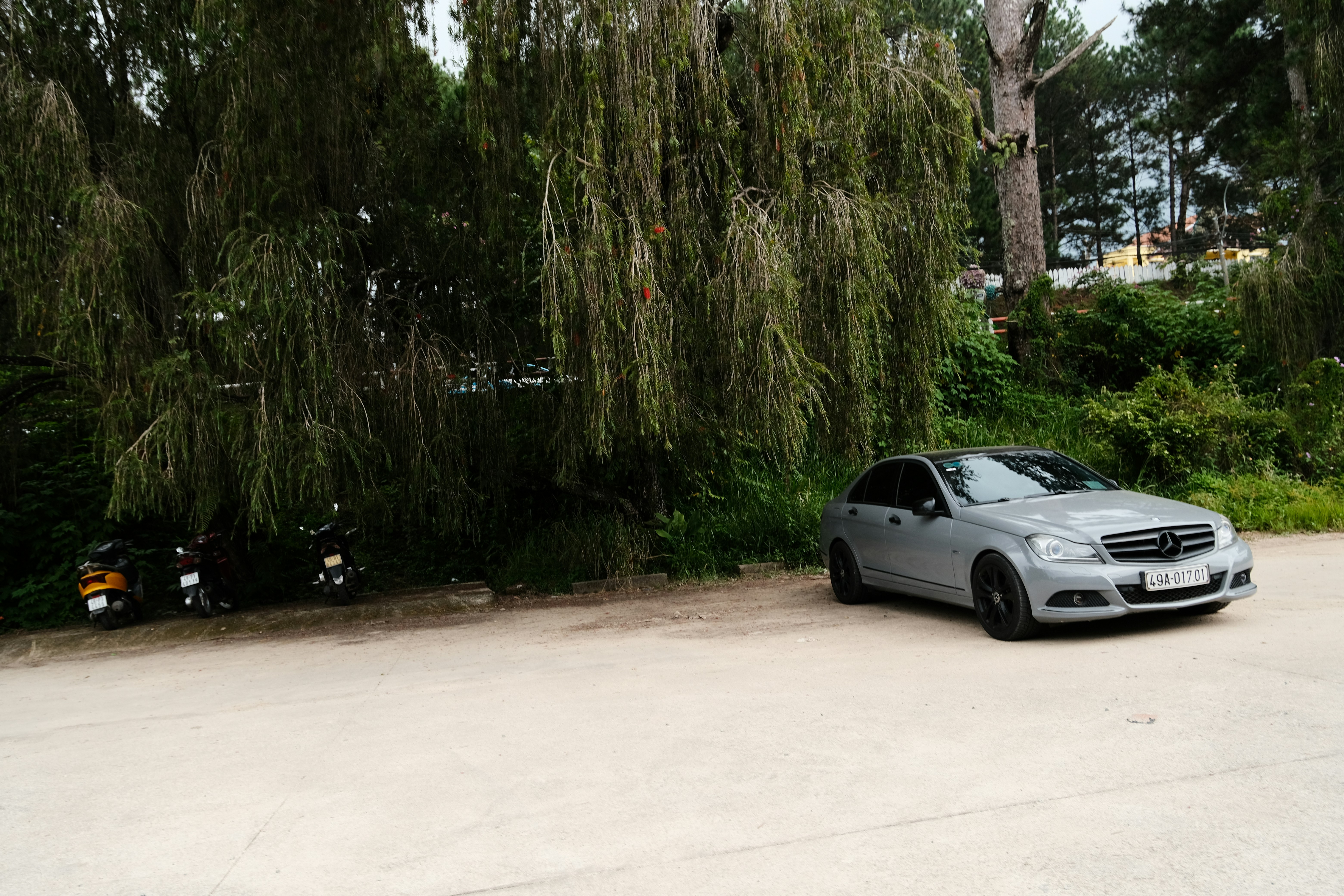 Silver Sedan Under a Curtain of Drooping Conifers in a Quiet Parking Lot