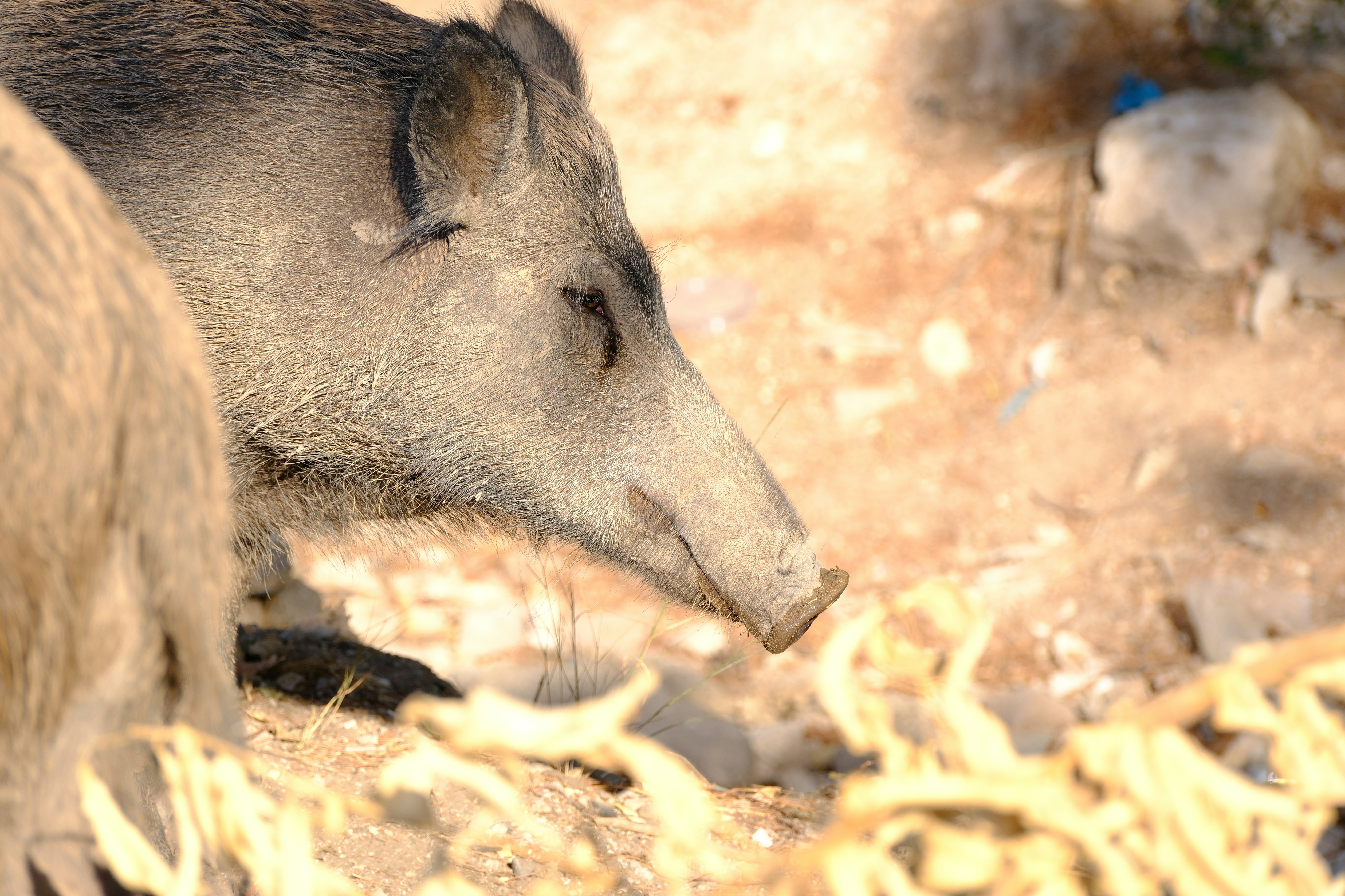 A couple of animals that are standing in the dirt photo – Free Pig ...