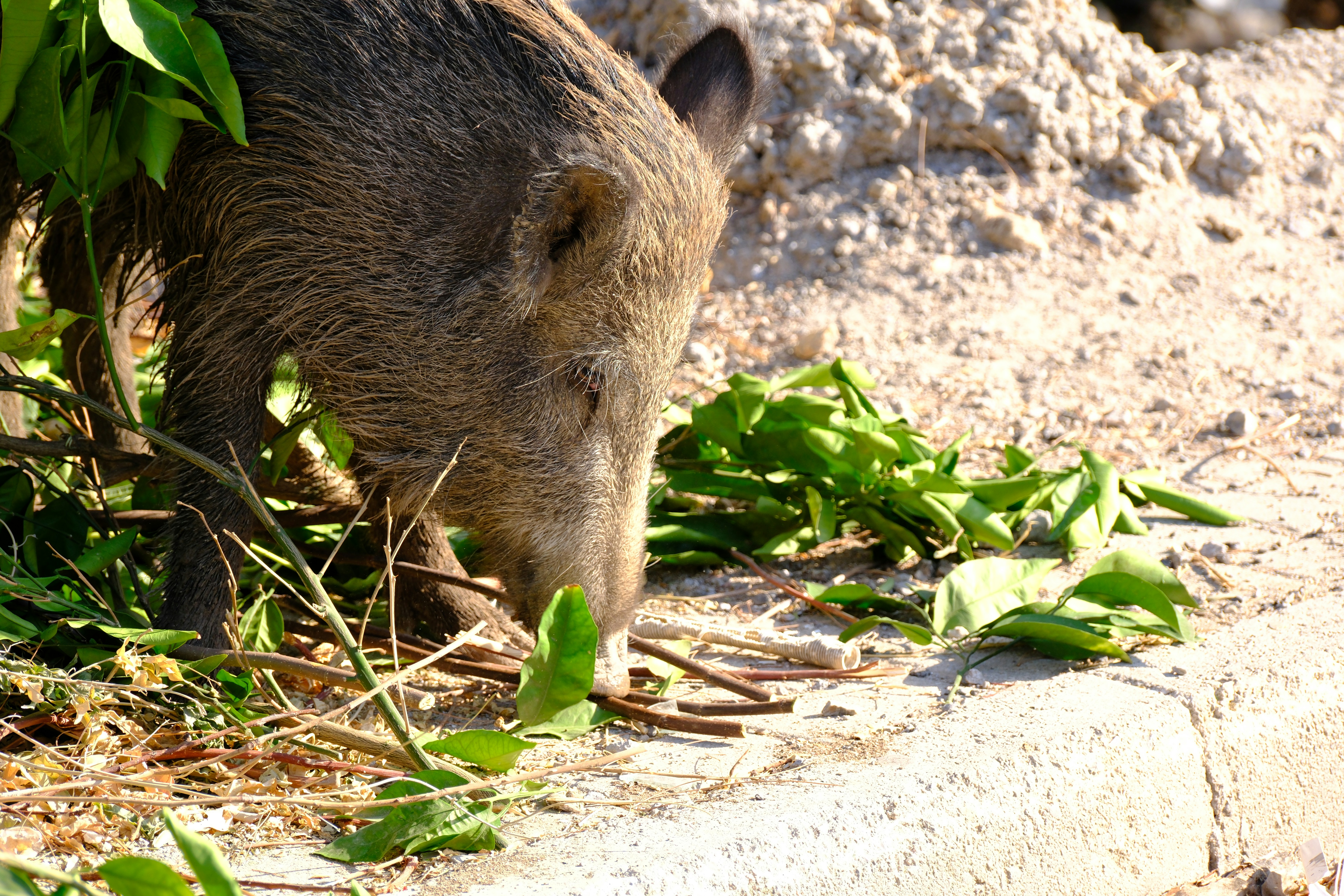 A wild boar eating grass on the side of a road photo – Free Pig Image ...