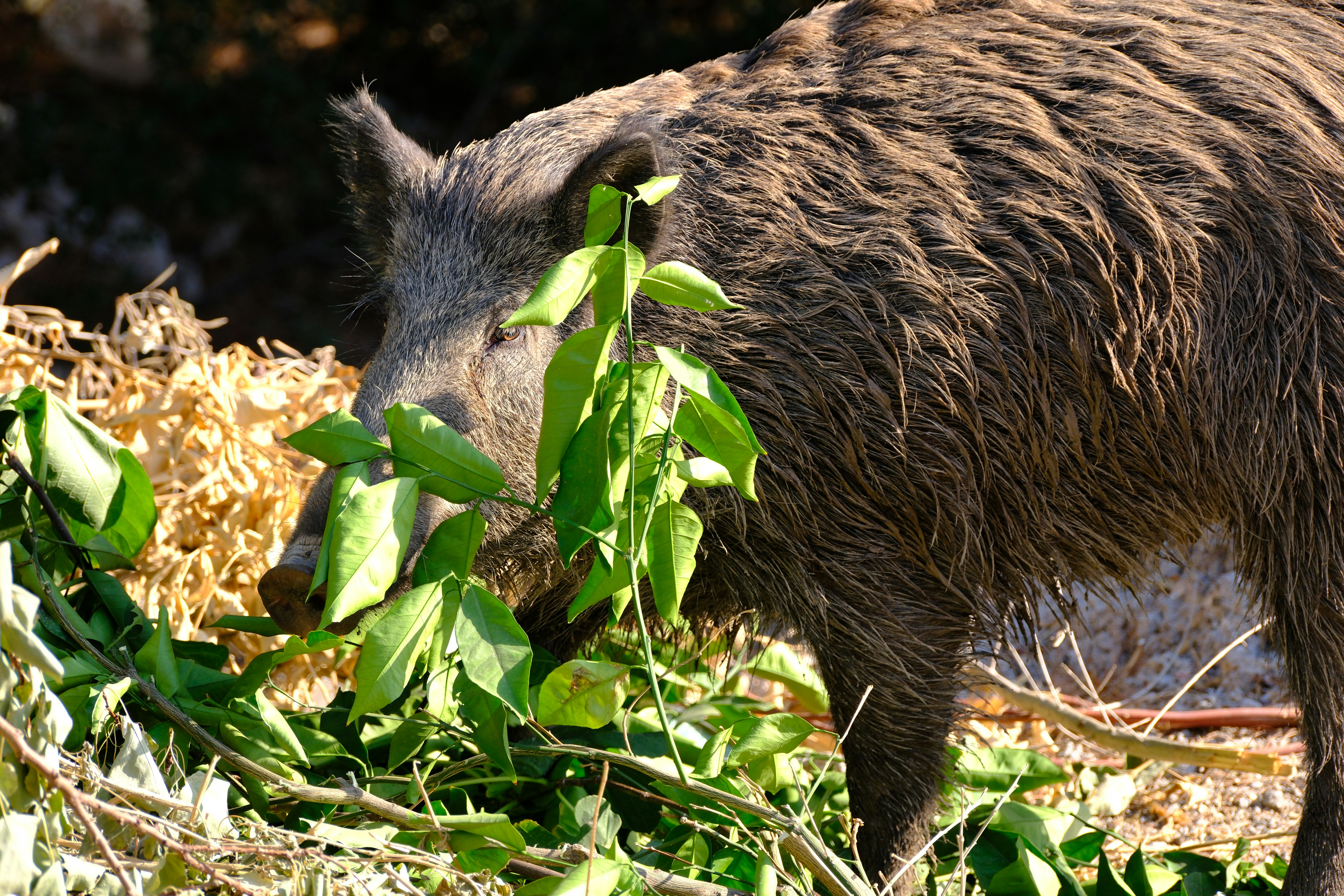 A wild boar eating leaves off of a tree photo – Free Bornova/i̇zmir ...