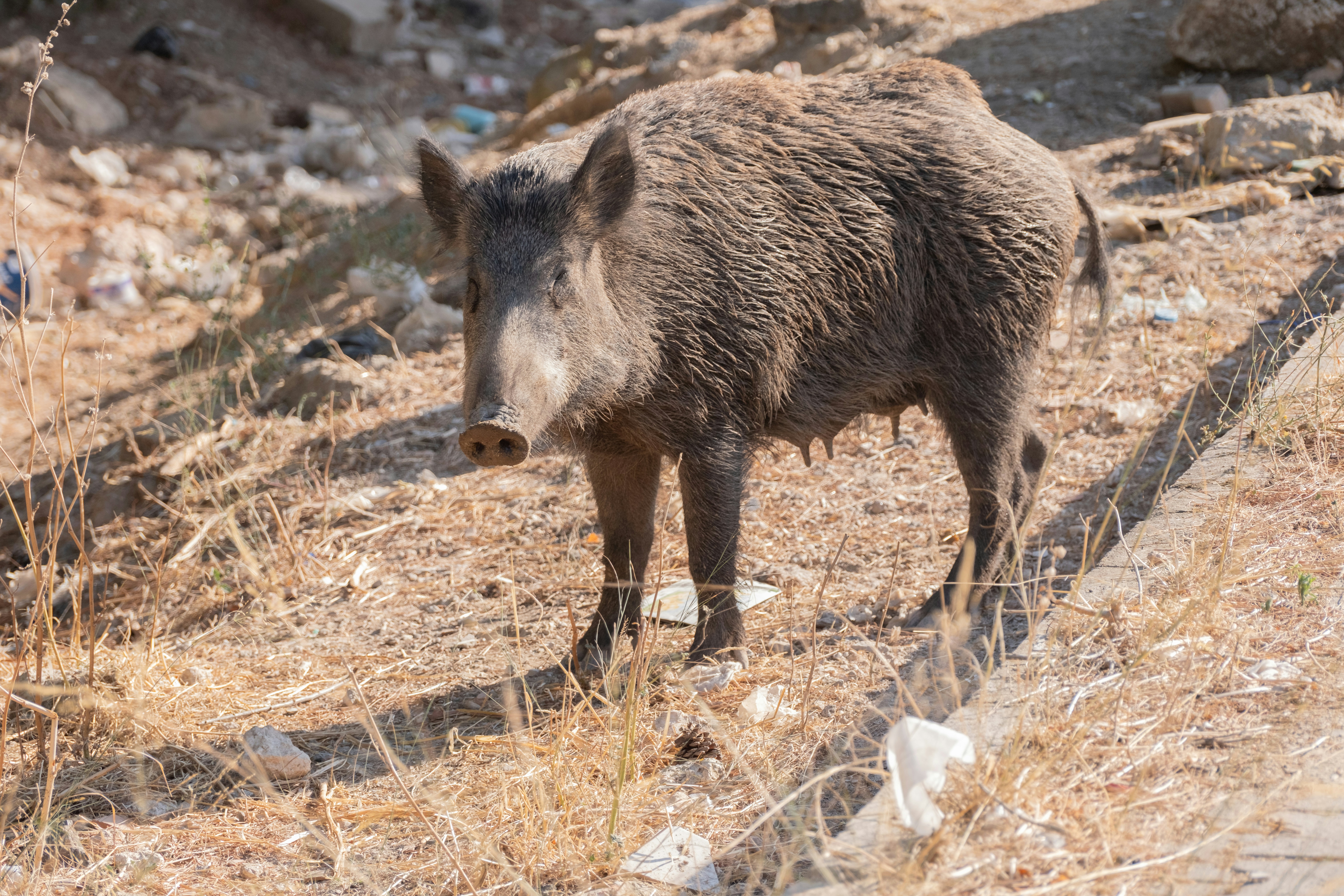 A wild boar standing on the side of a road photo – Free Animal Image on ...