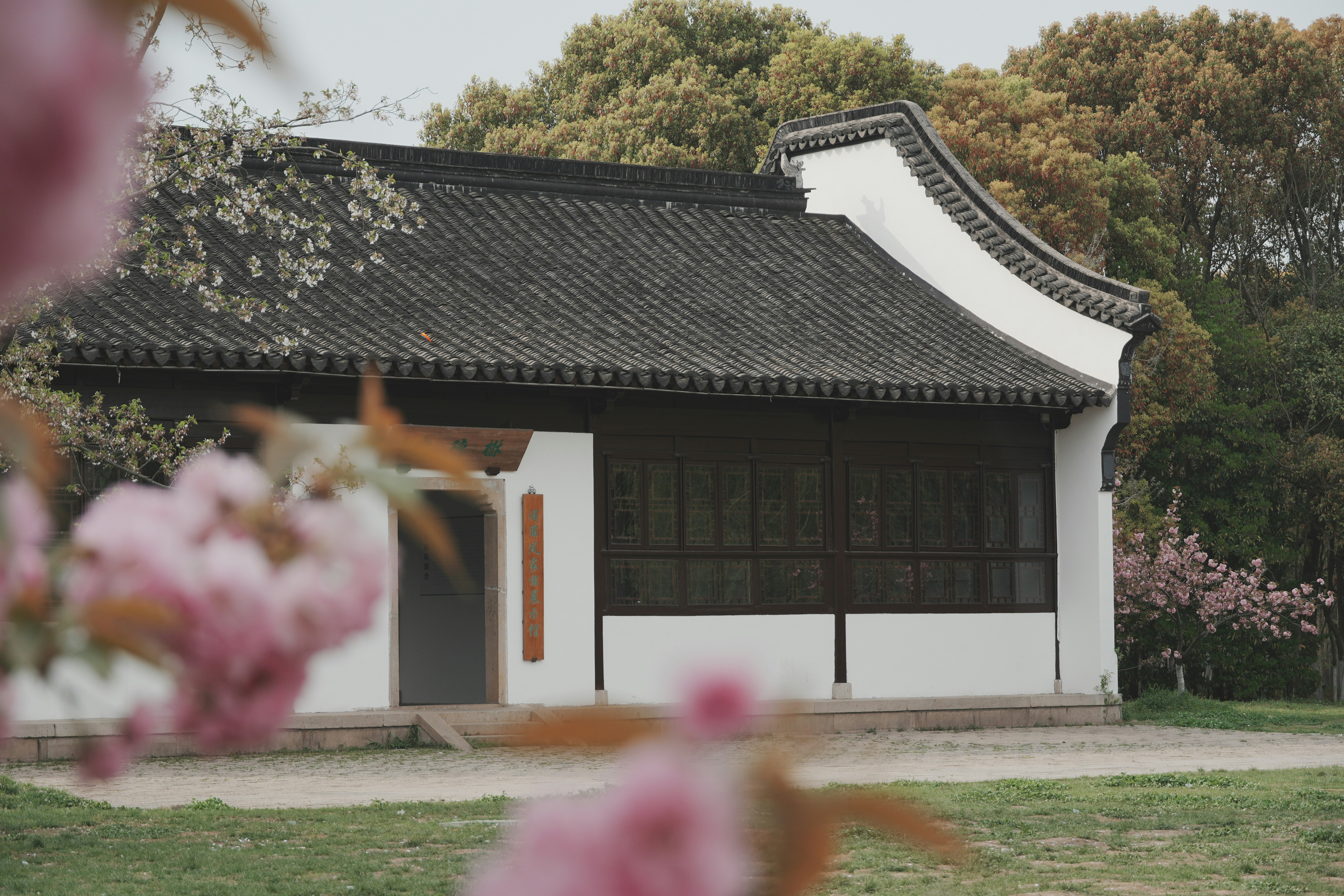 White-Walled Pavilion Framed by Spring Sakura