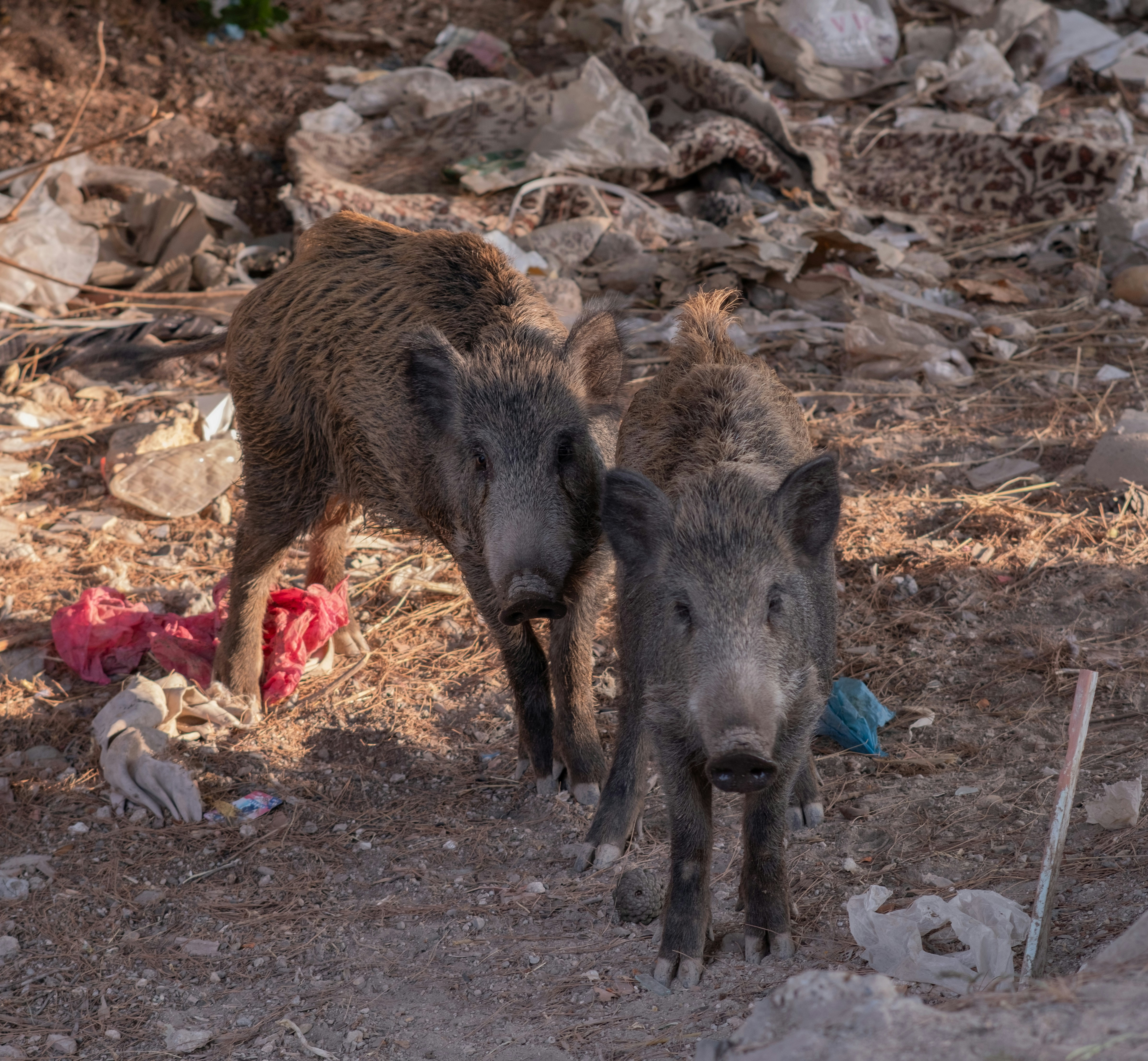 Foraging in the Rubble: Two Wild Boars Scout a Littered Ground