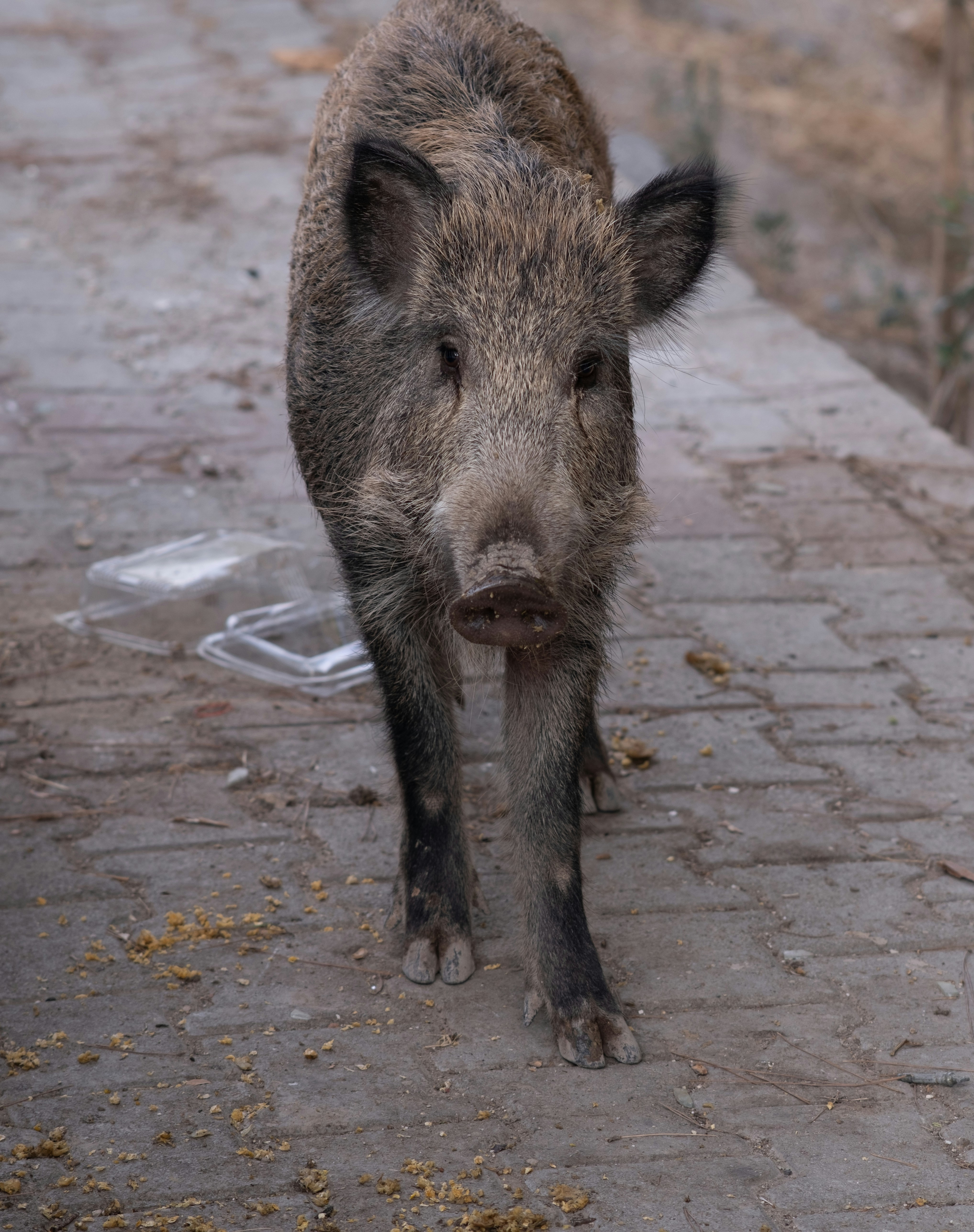 A wild boar walking down a brick road photo – Free Animal Image on Unsplash