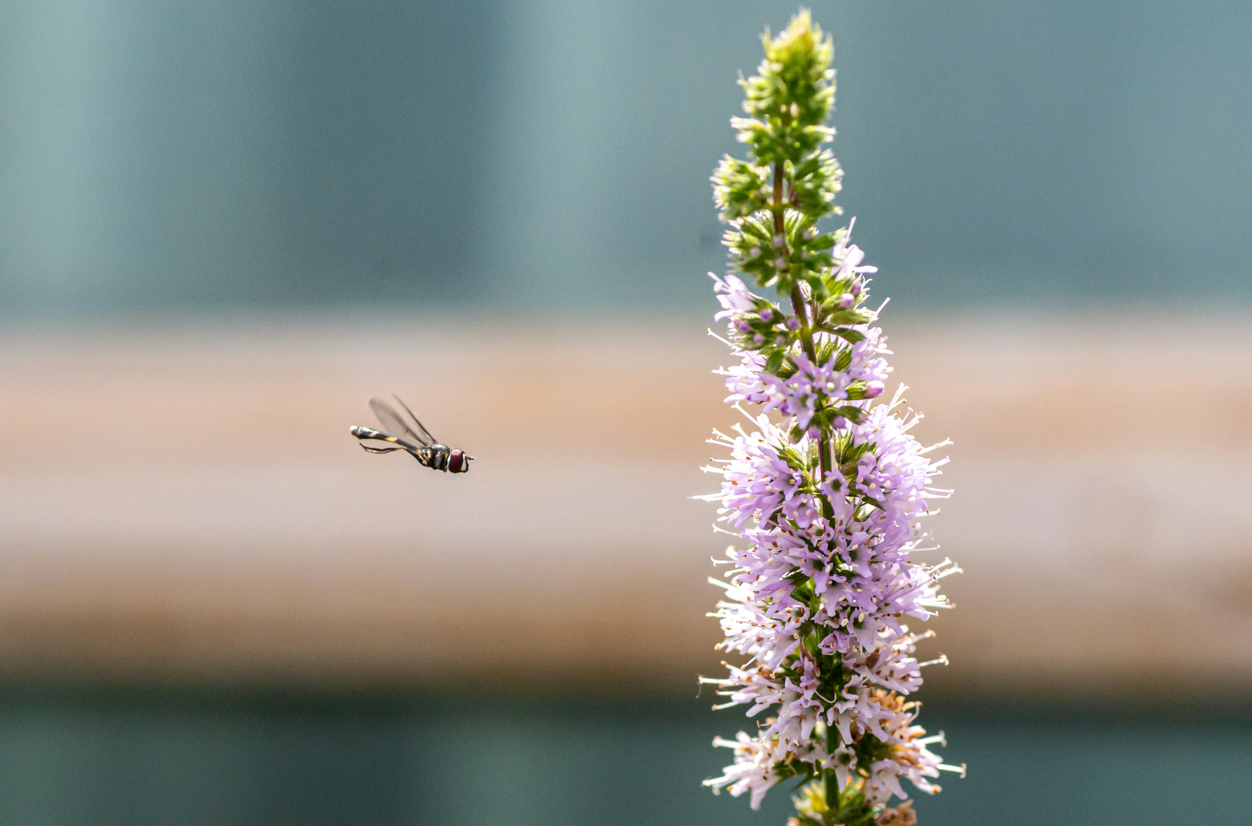 Hovering toward the Pink Spike