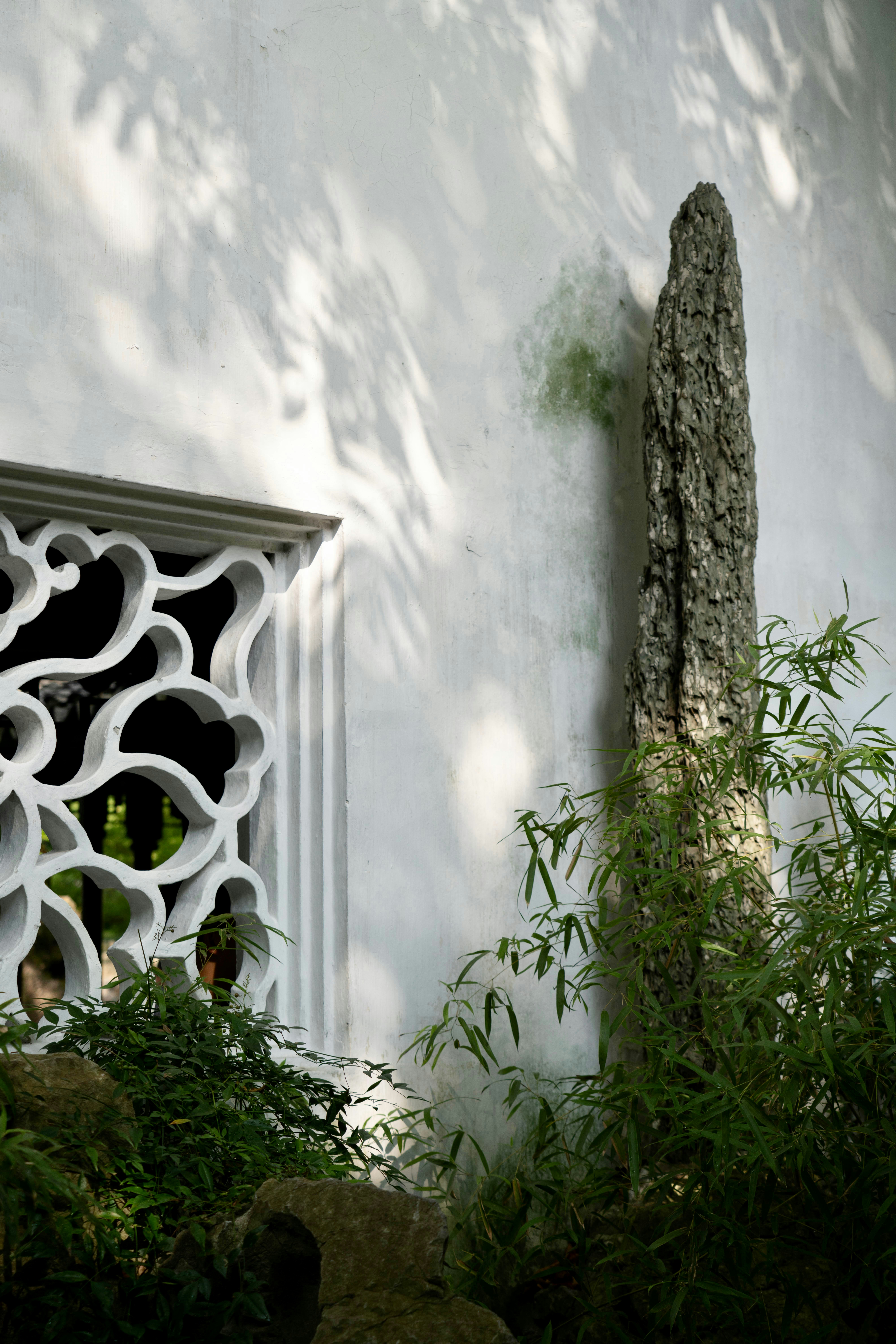 Dappled Quiet: Lattice, Trunk, and Bamboo in a White-Washed Courtyard